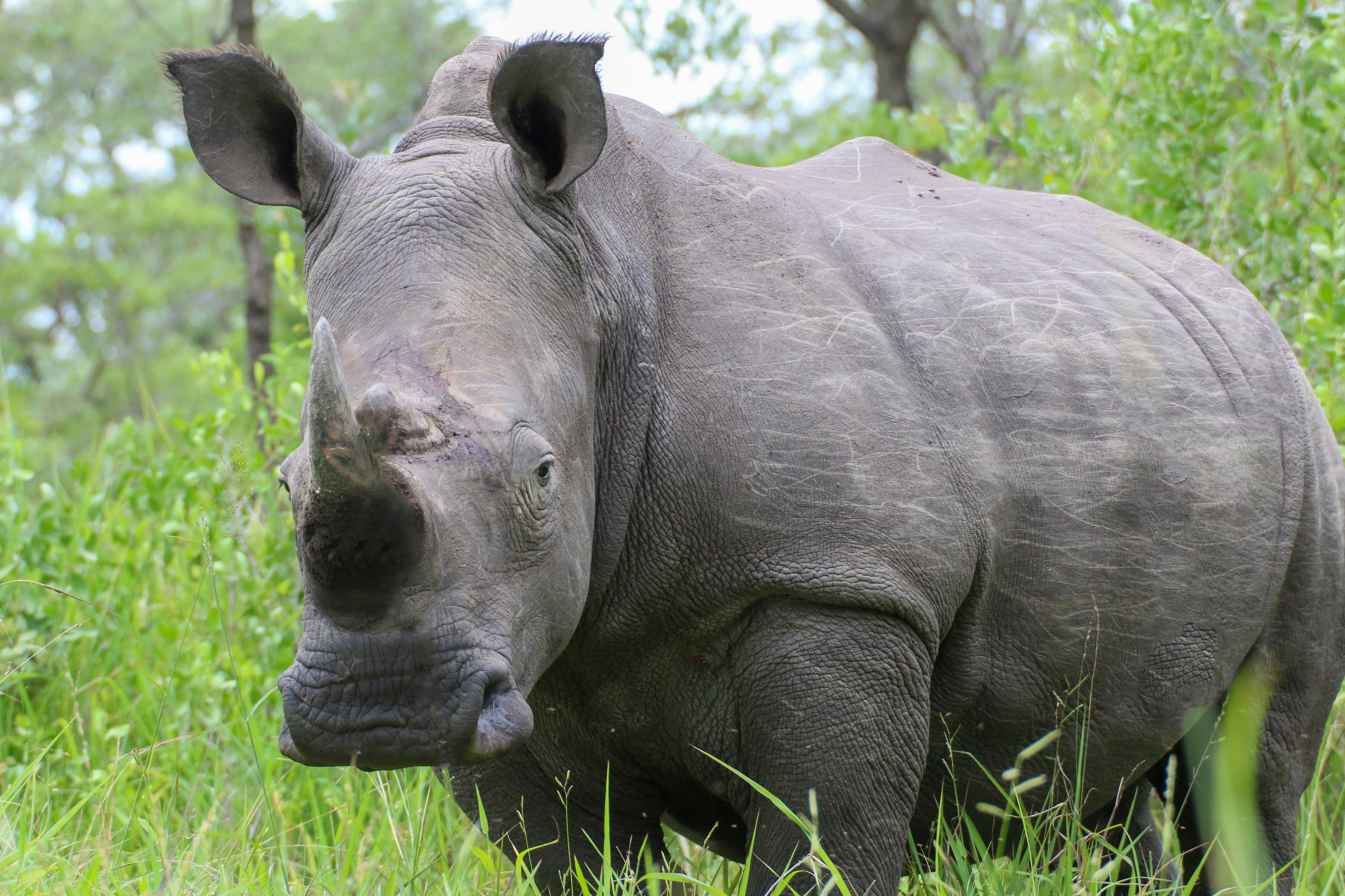 Gray rhinoceros on green grass during daytime photo – Free Grey Image ...
