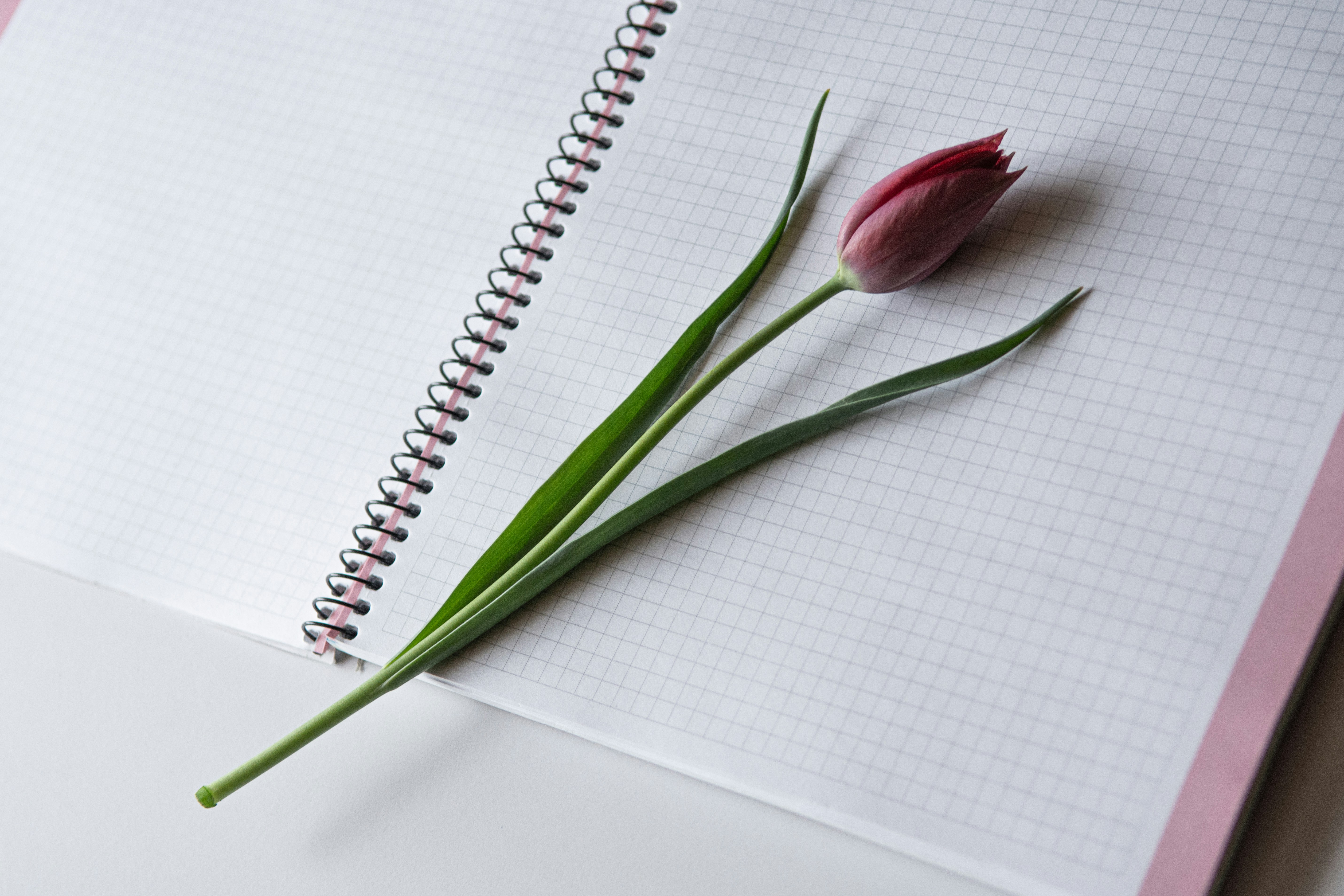 Red flower on white graphing paper photo – Free Text Image on Unsplash