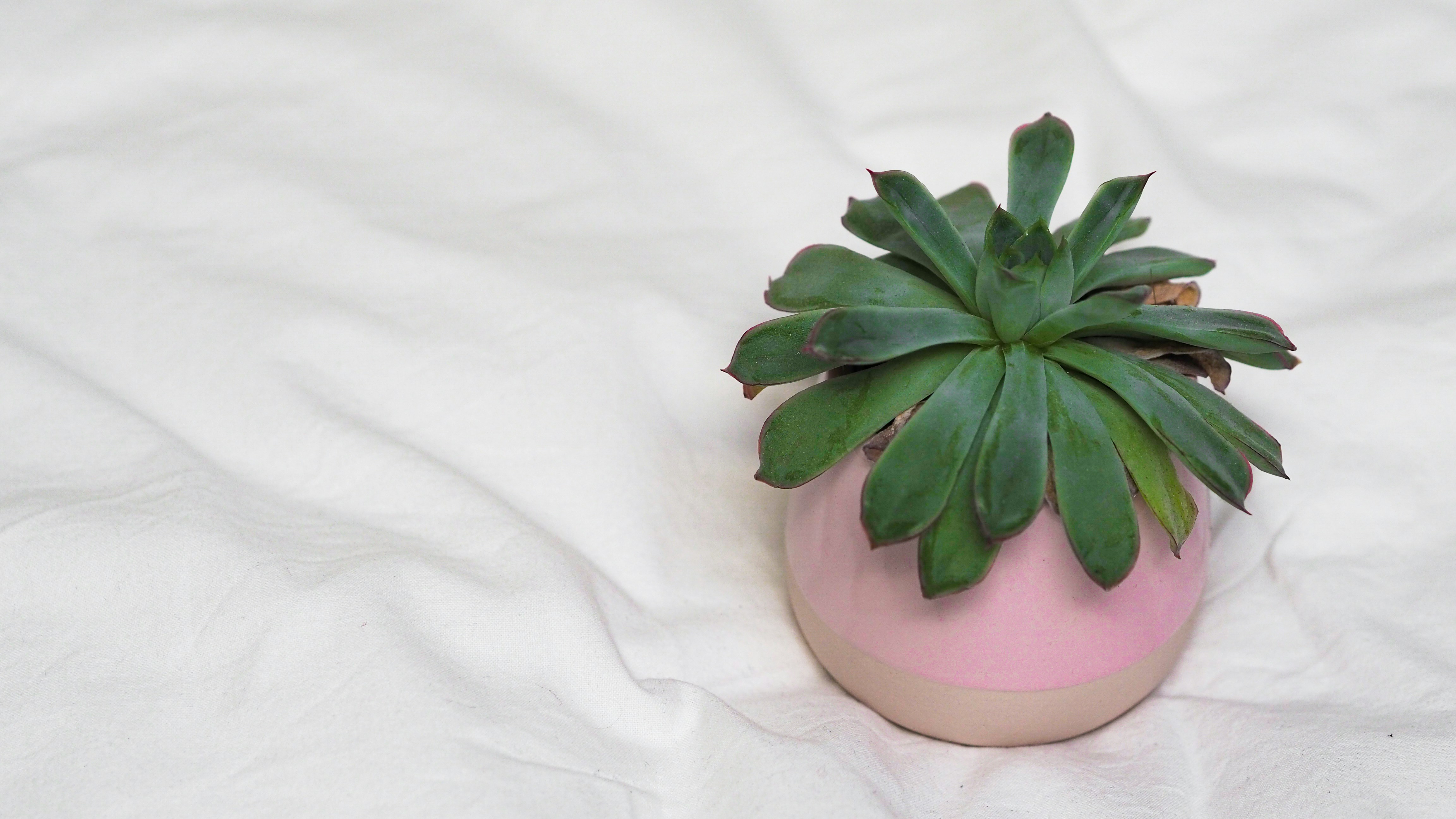 Pink Ceramic Pot with Green Succulent on Crumpled White Fabric