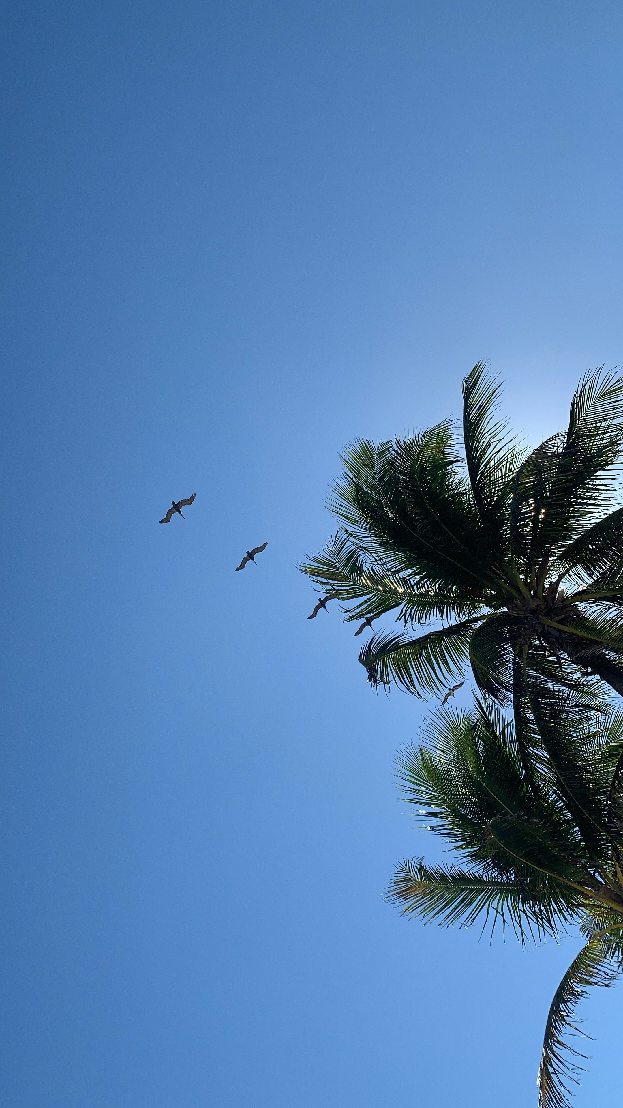 Palm Fronds Meet the Open Sky