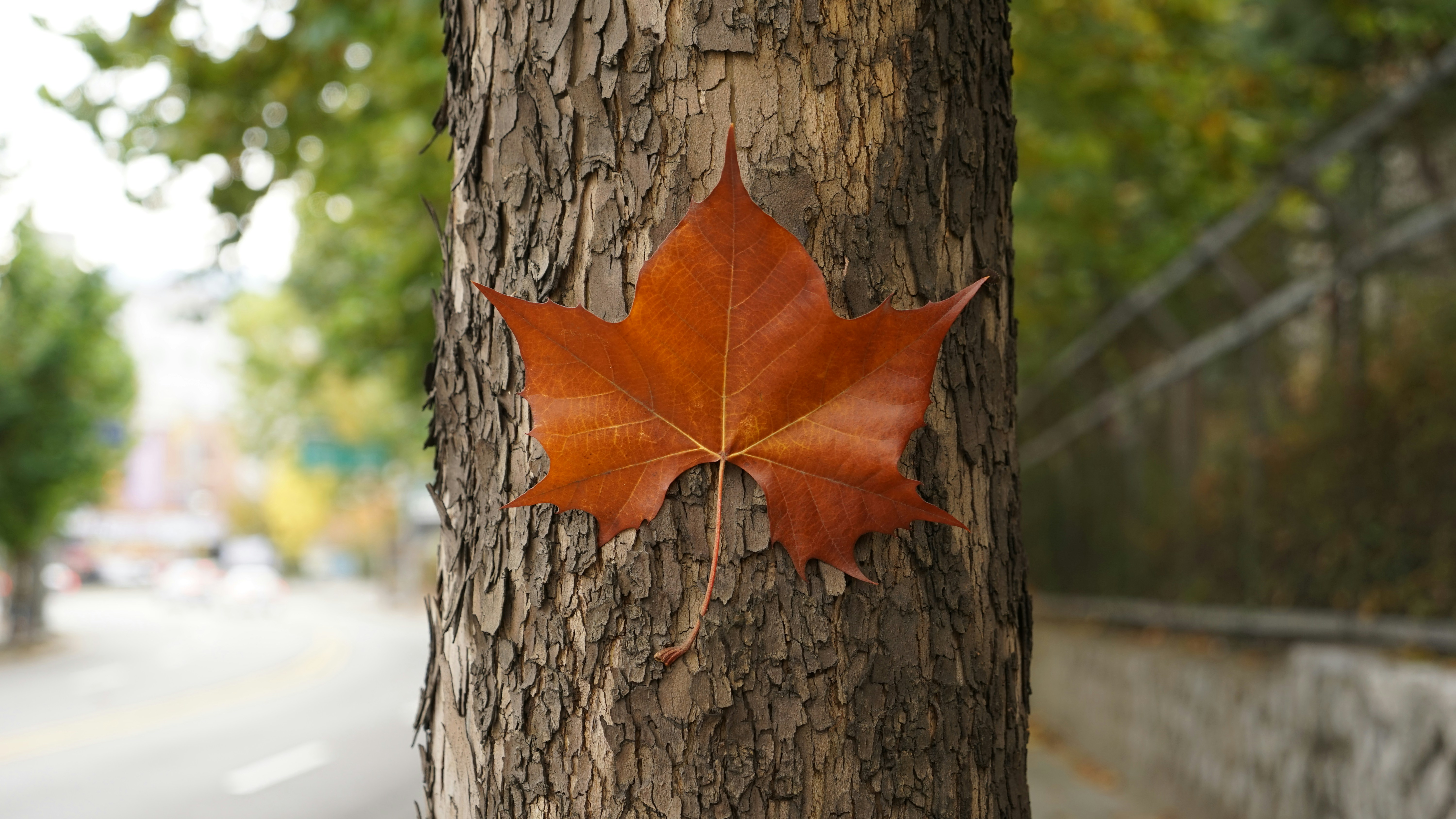 Copper Maple Leaf Clings to Weathered City Bark