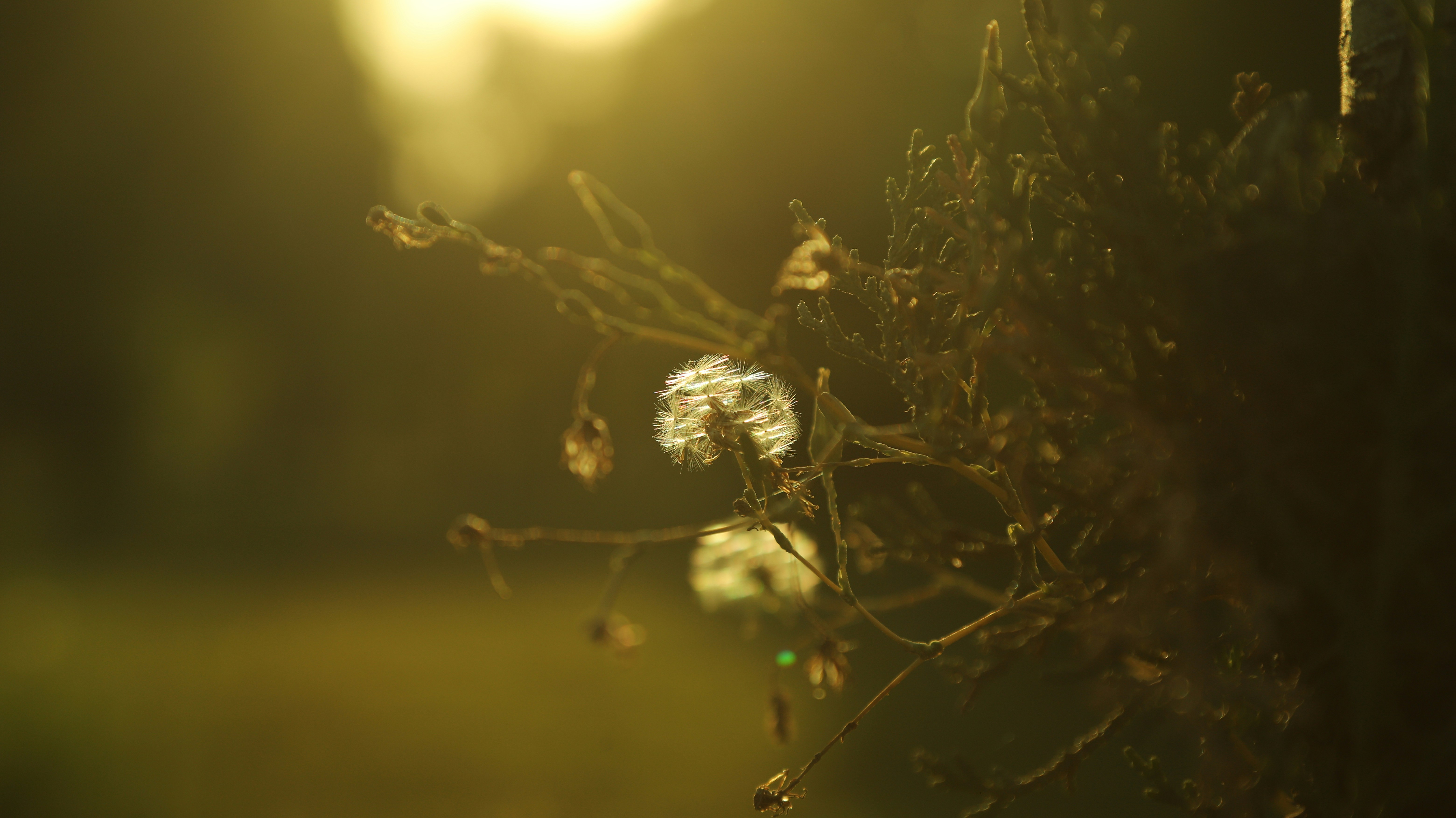 Whisper of Blooms at Twilight