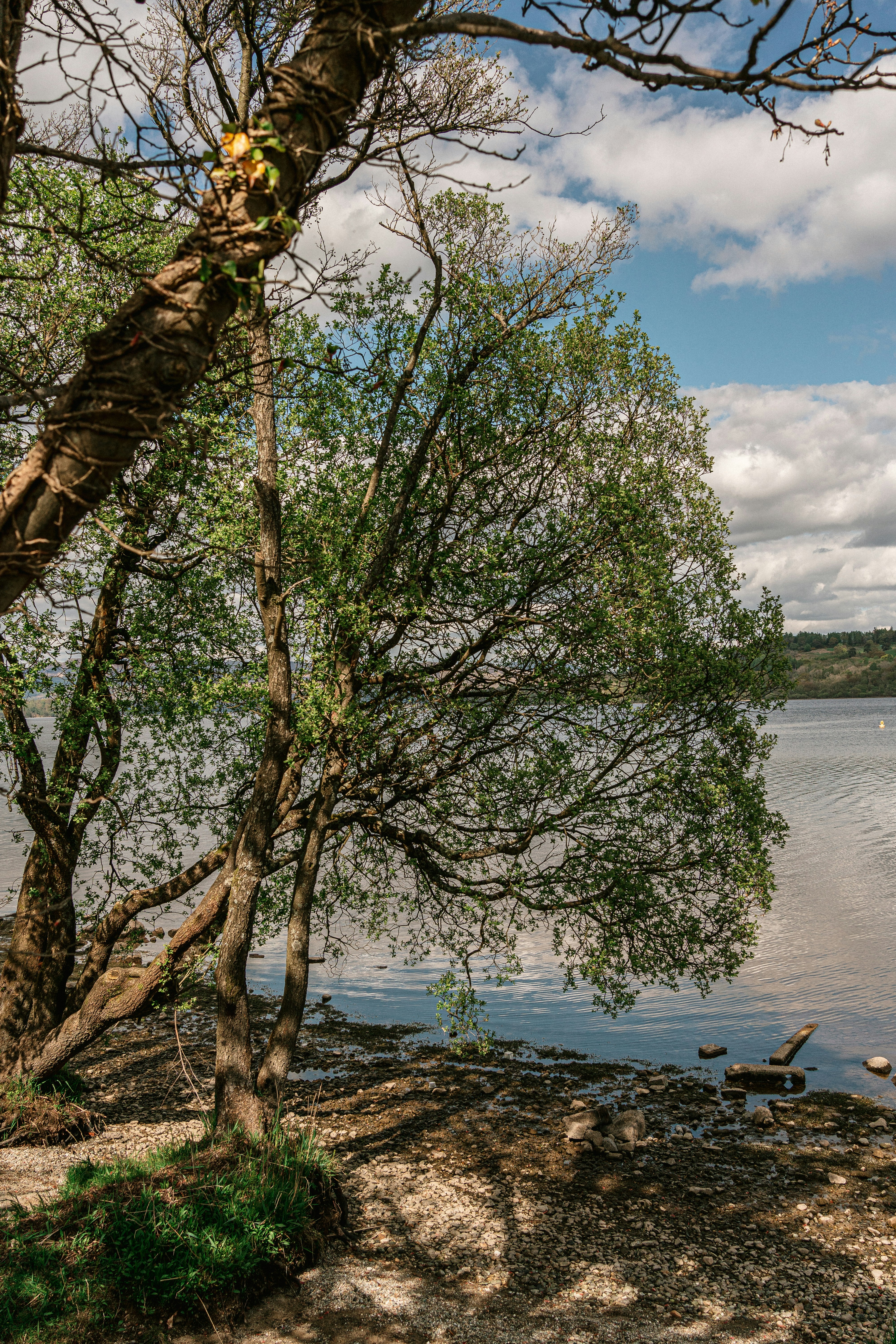Green tree near body of water during daytime photo – Free Nature Image ...