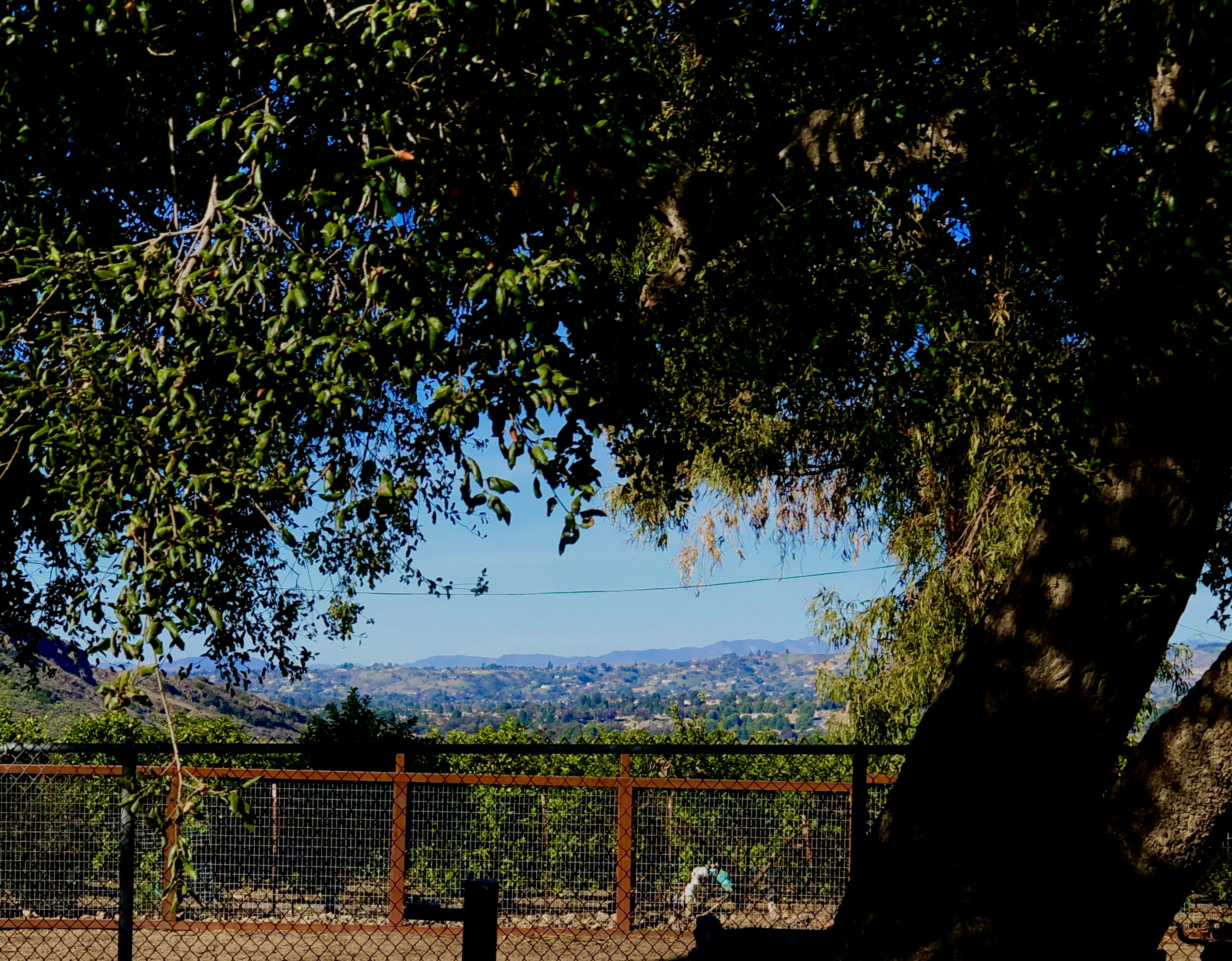 Distant hills framed by lush foliage and a sunlit fence under a clear blue sky.