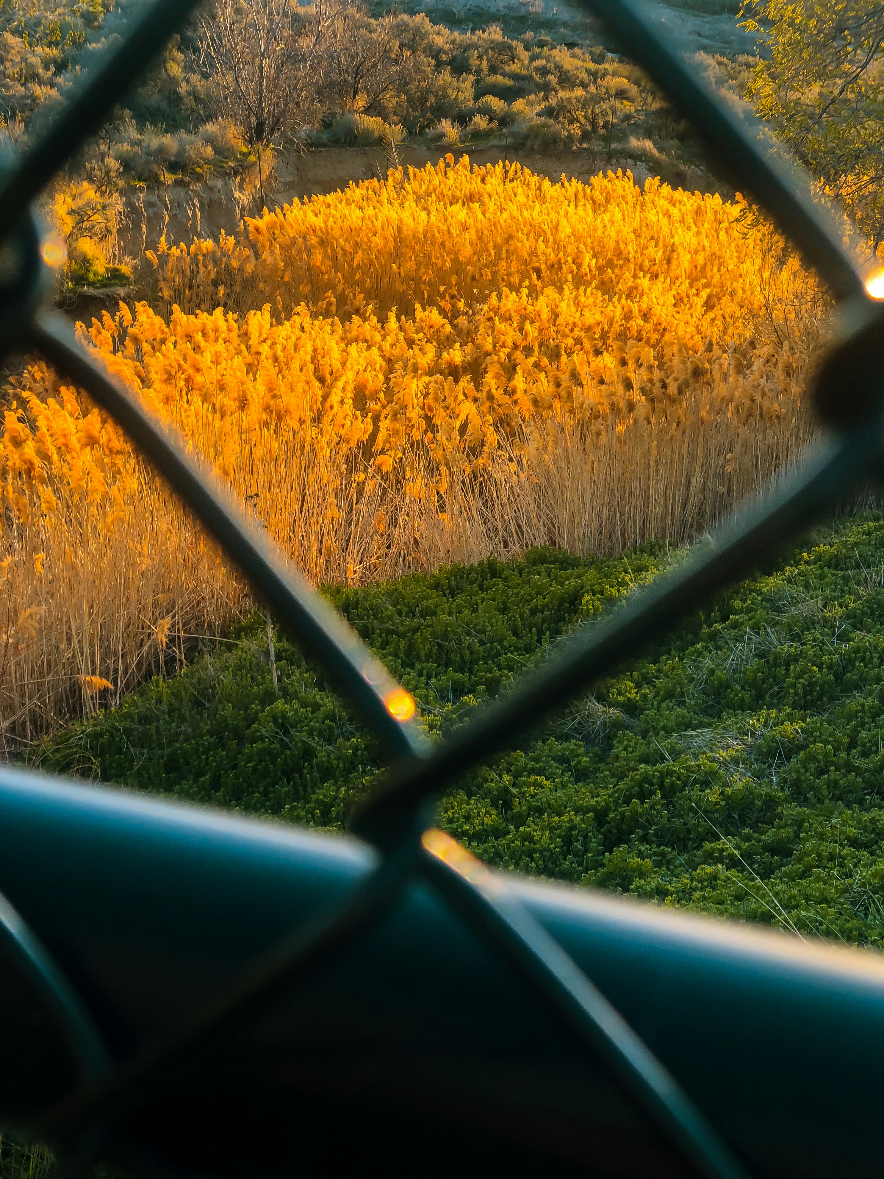 Autumn Flame Beyond the Mesh: Golden Shrubs Framed by Fence