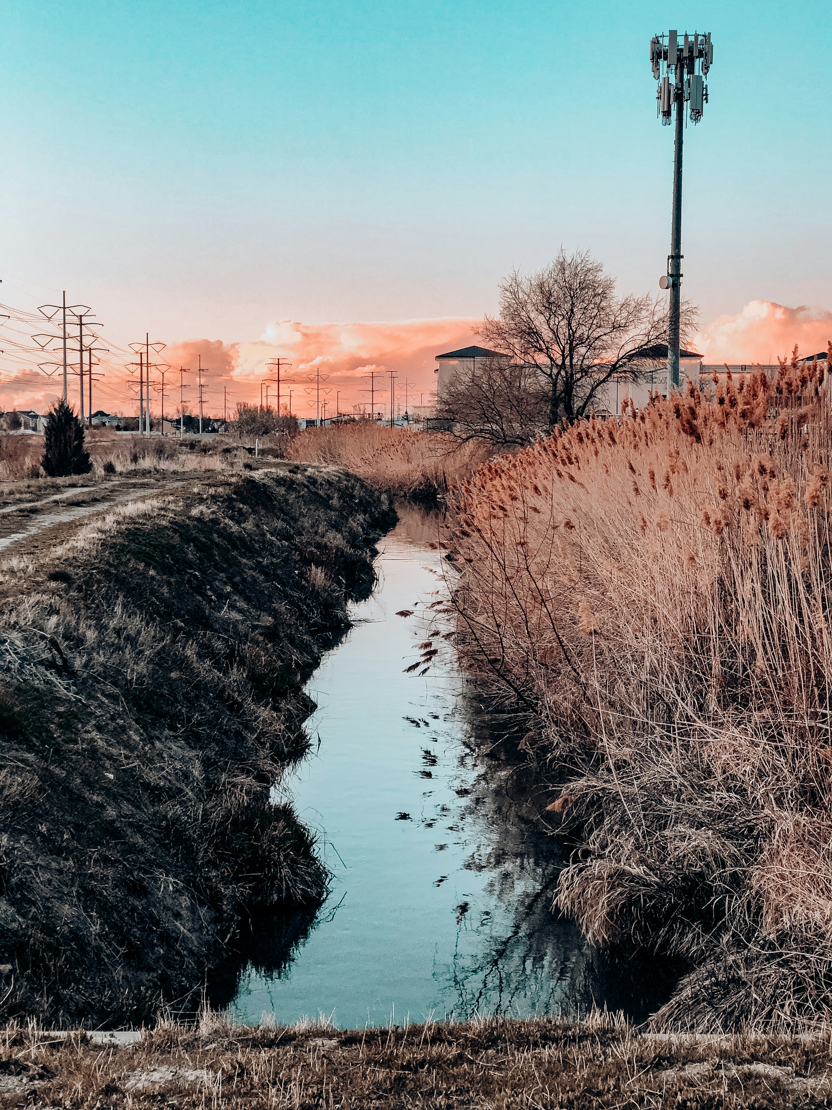 Riverside Verge under a Turquoise Sky