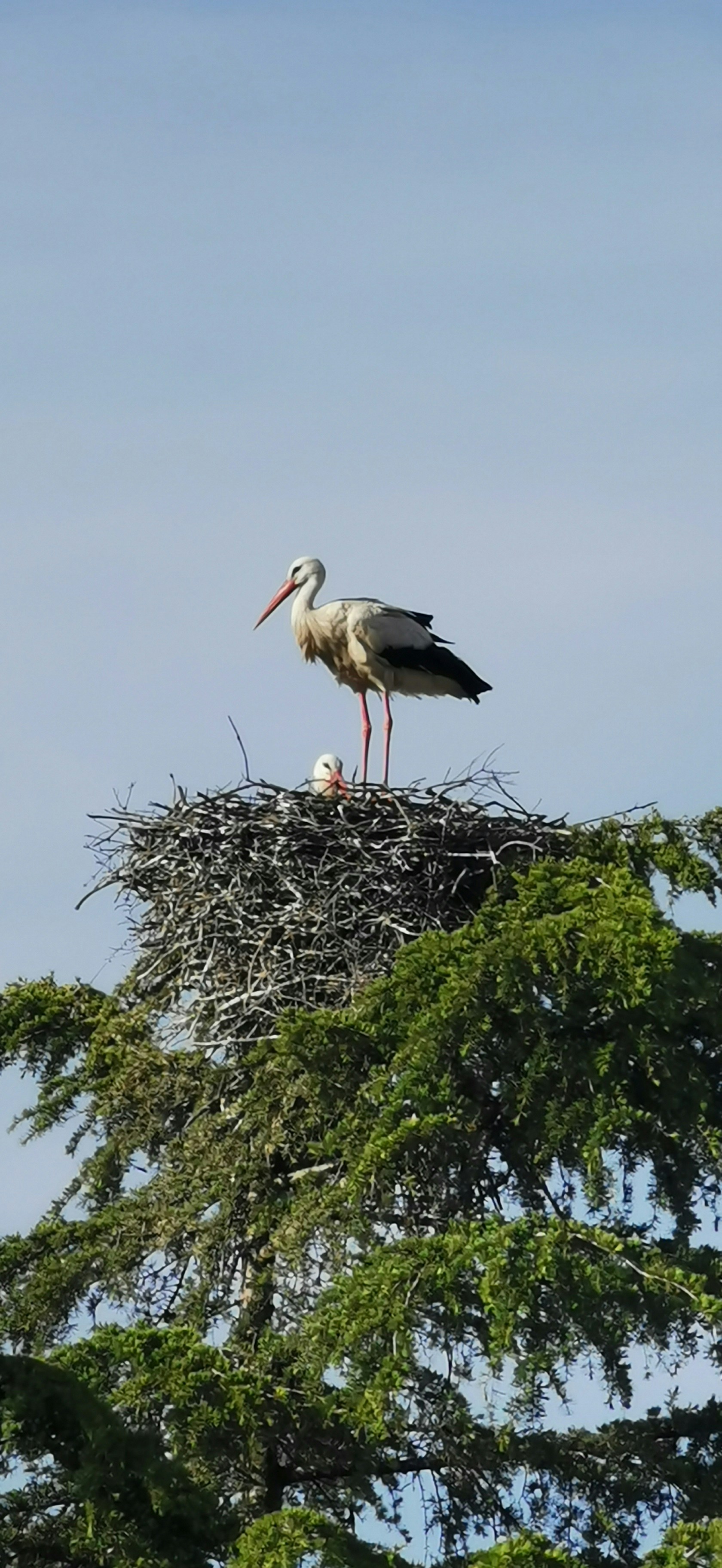 Storks in their nest