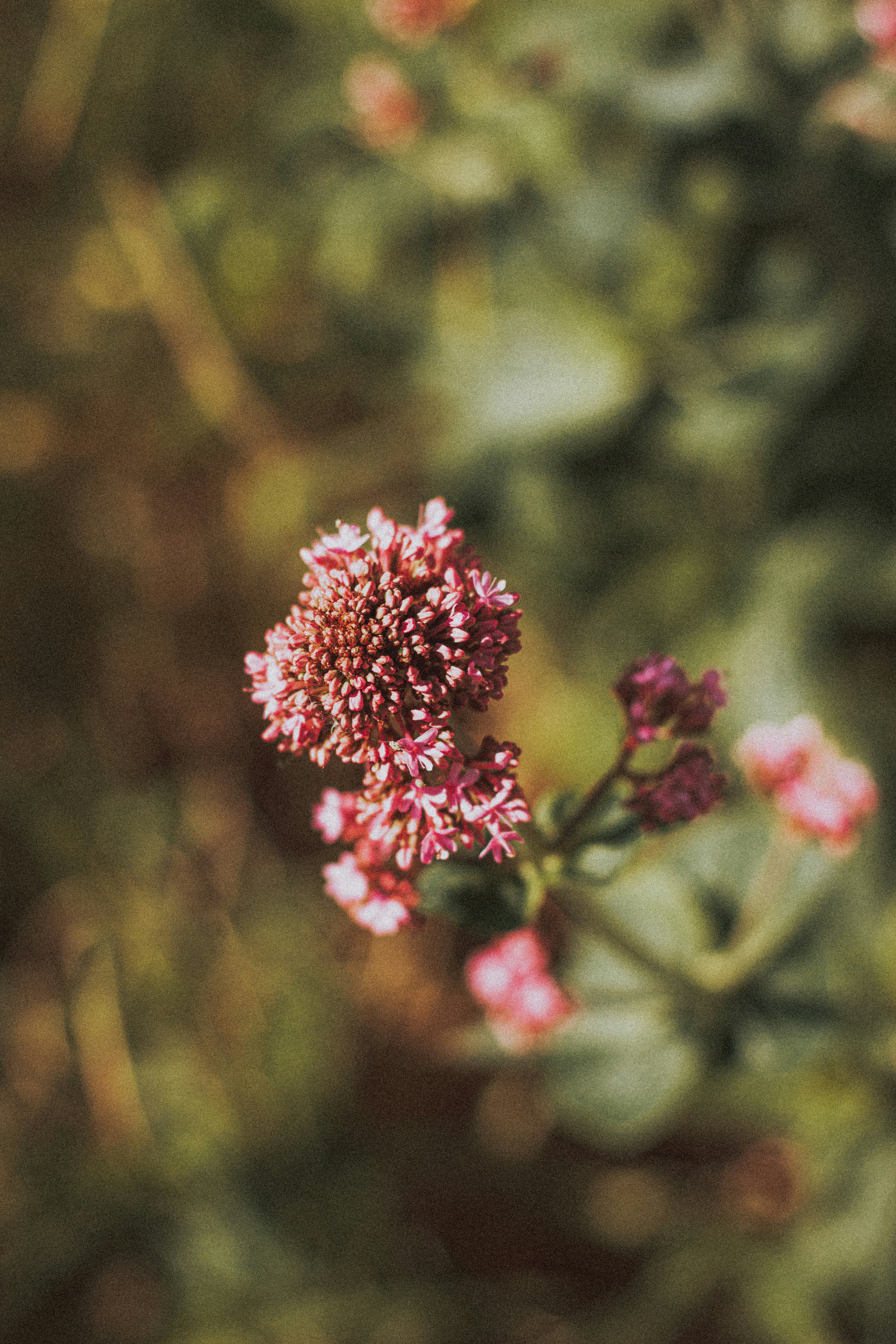 Close-up of a vibrant pink flower surrounded by lush greenery, showcasing intricate petal details and natural textures.