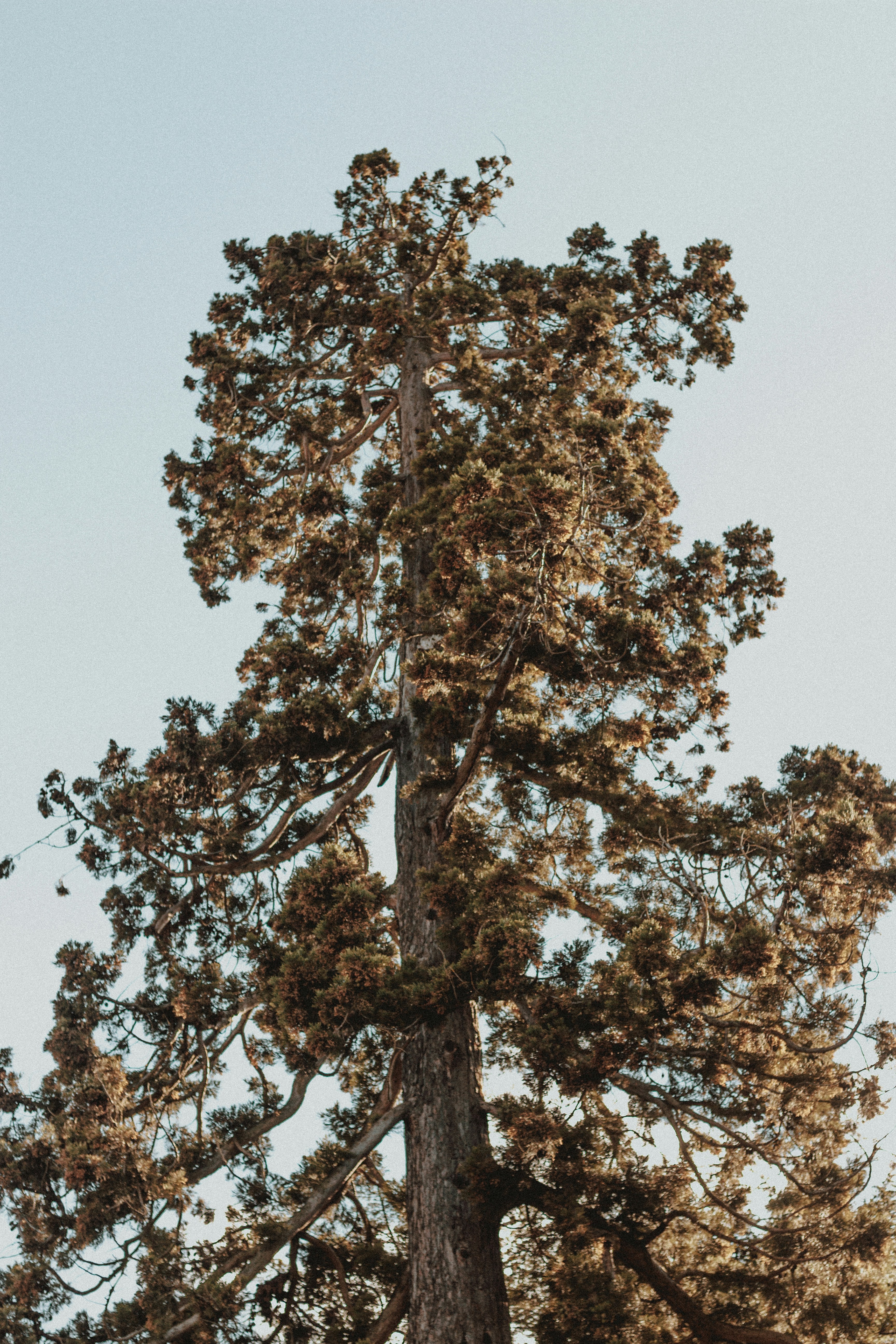 brown tree under blue sky during daytime