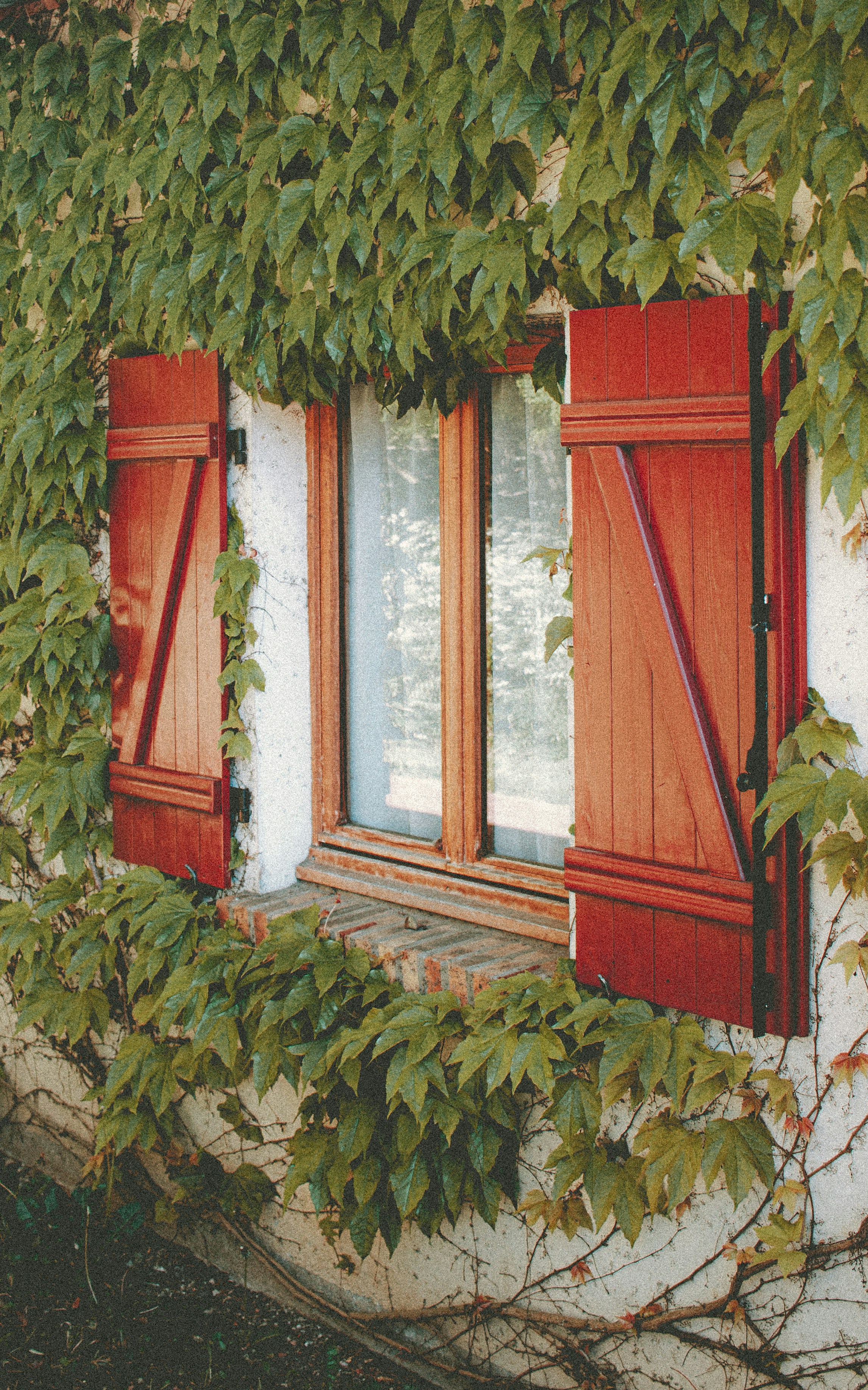 Ivy-Embraced Window with Crimson Shutters