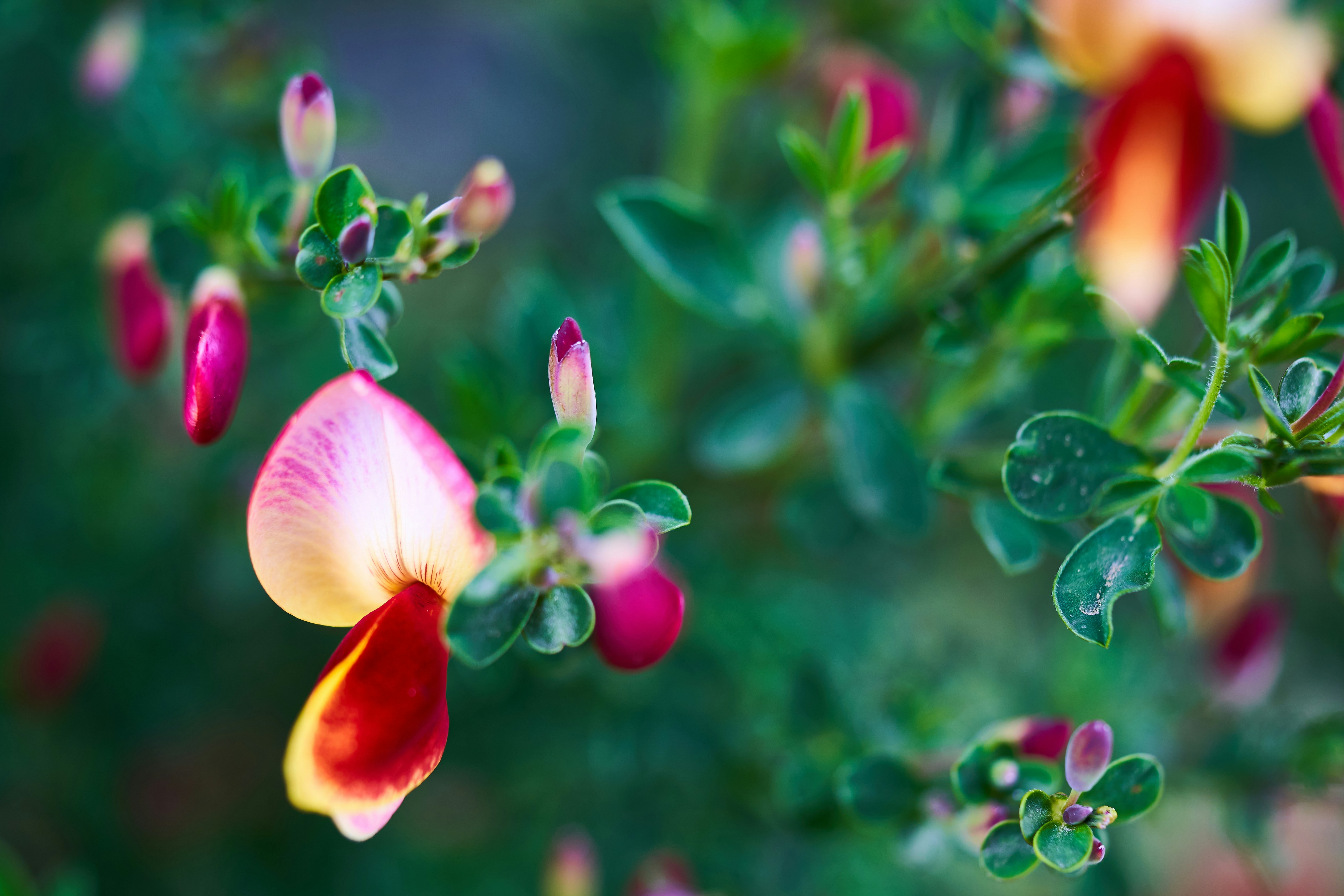 Bi-colored petal portrait: a close-up glow among emerald greens