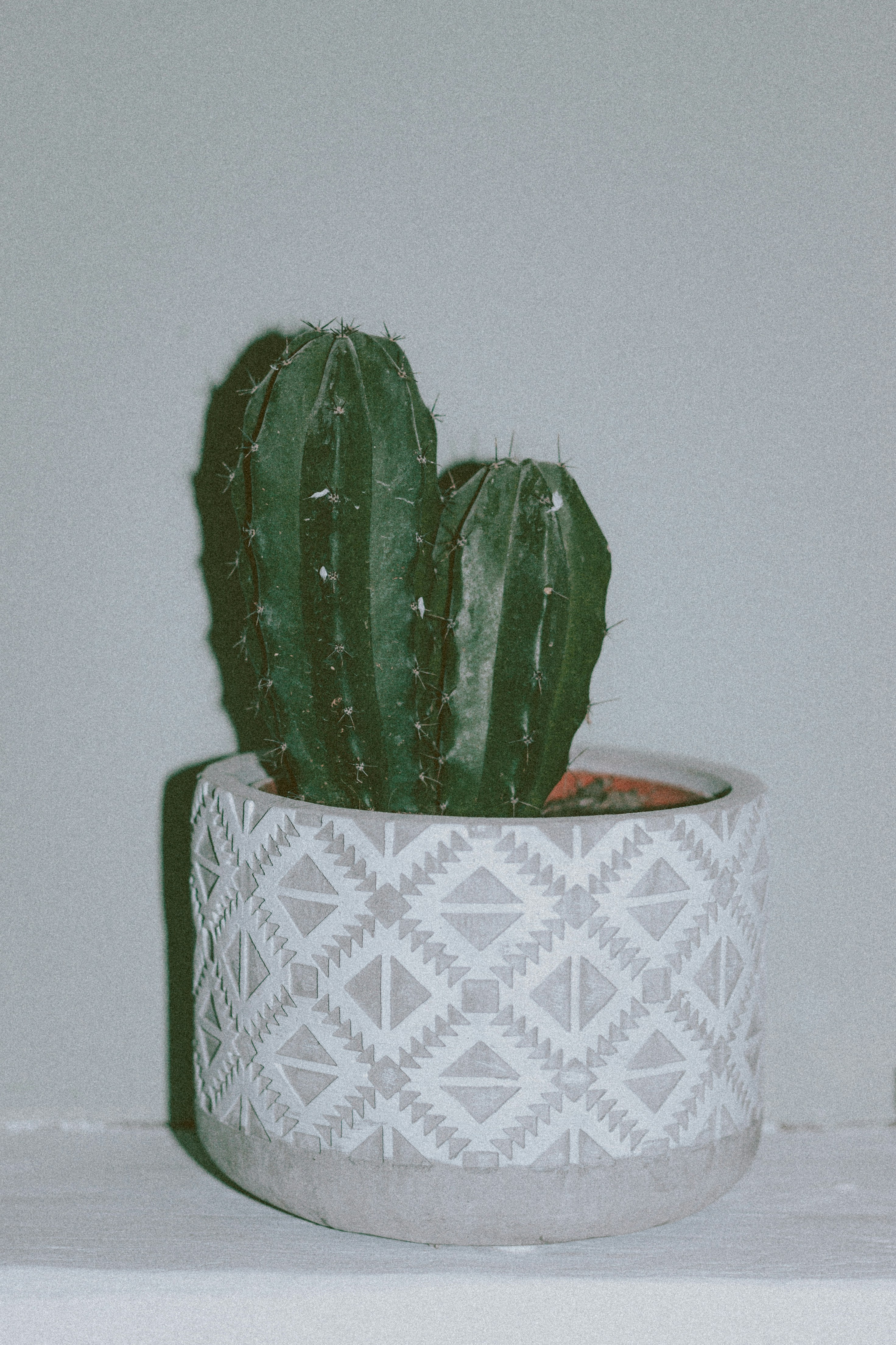 Cactus with two tall stems positioned in a textured, patterned pot against a soft gray wall.
