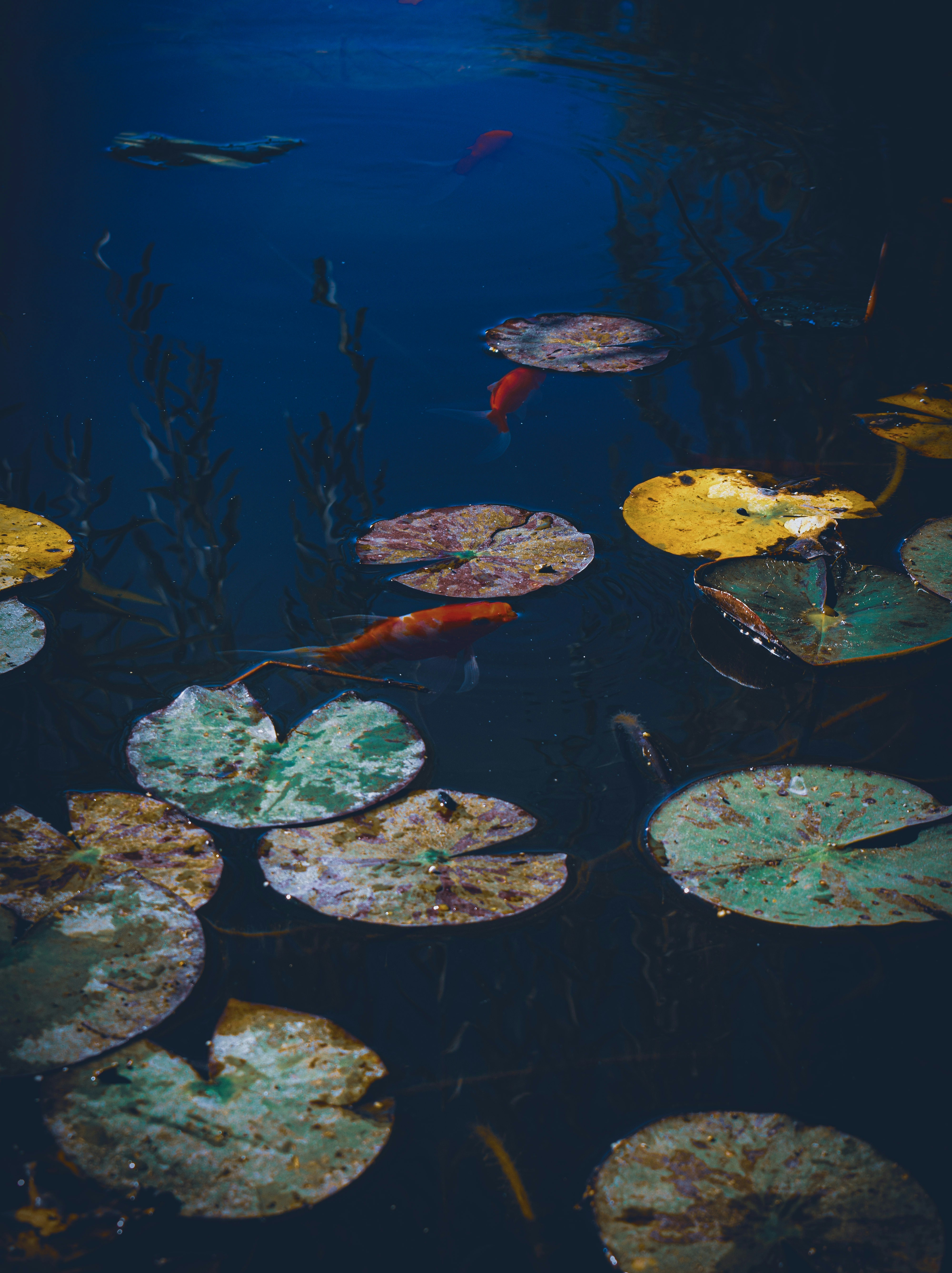 Colorful koi fish swimming among lily pads in a tranquil pond, reflecting the serenity of nature.
