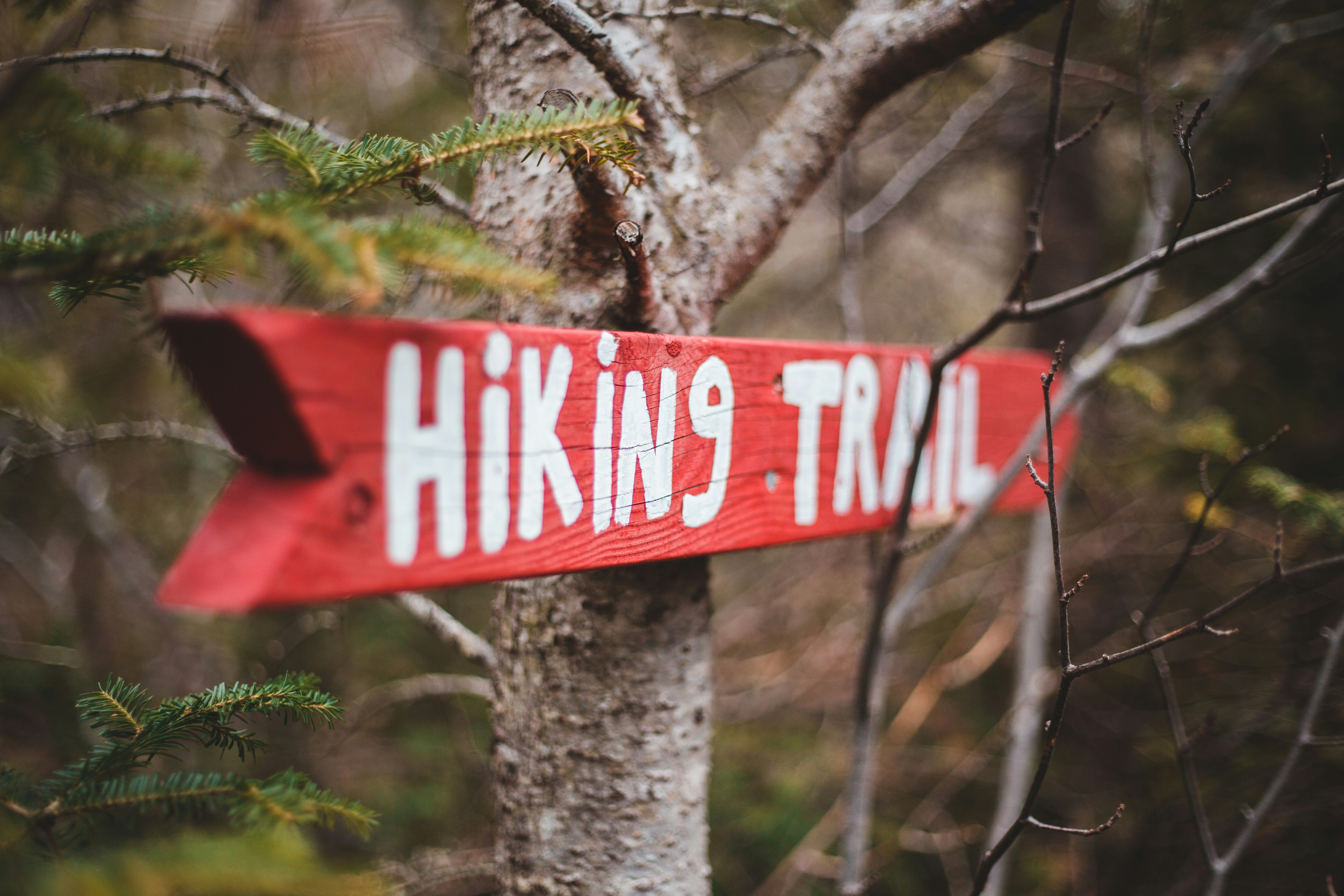 A red sign that says hiking trail hanging from a tree photo – Free ...