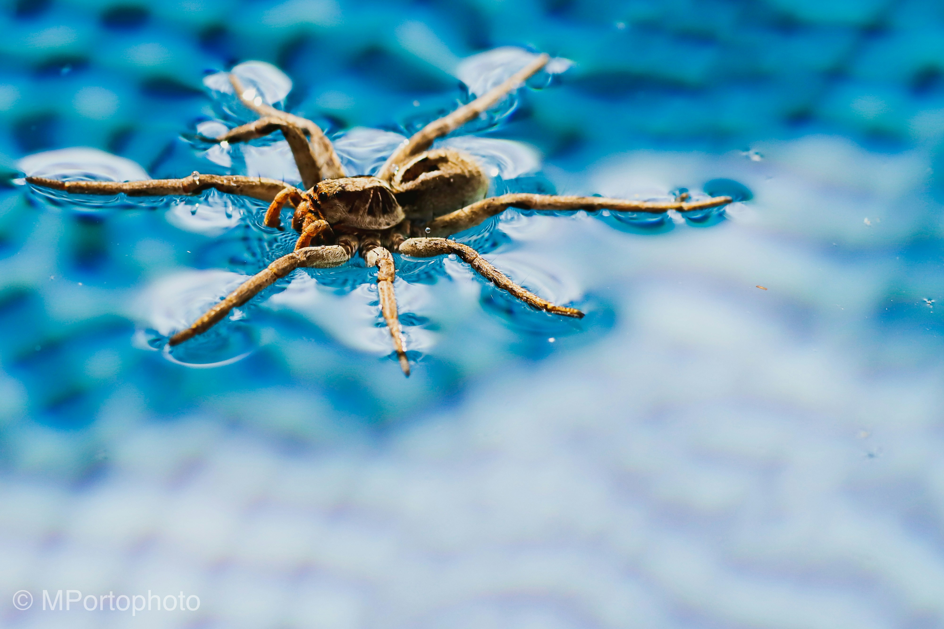 Waterborne Wanderer: a tiny crab skimming sunlit turquoise water