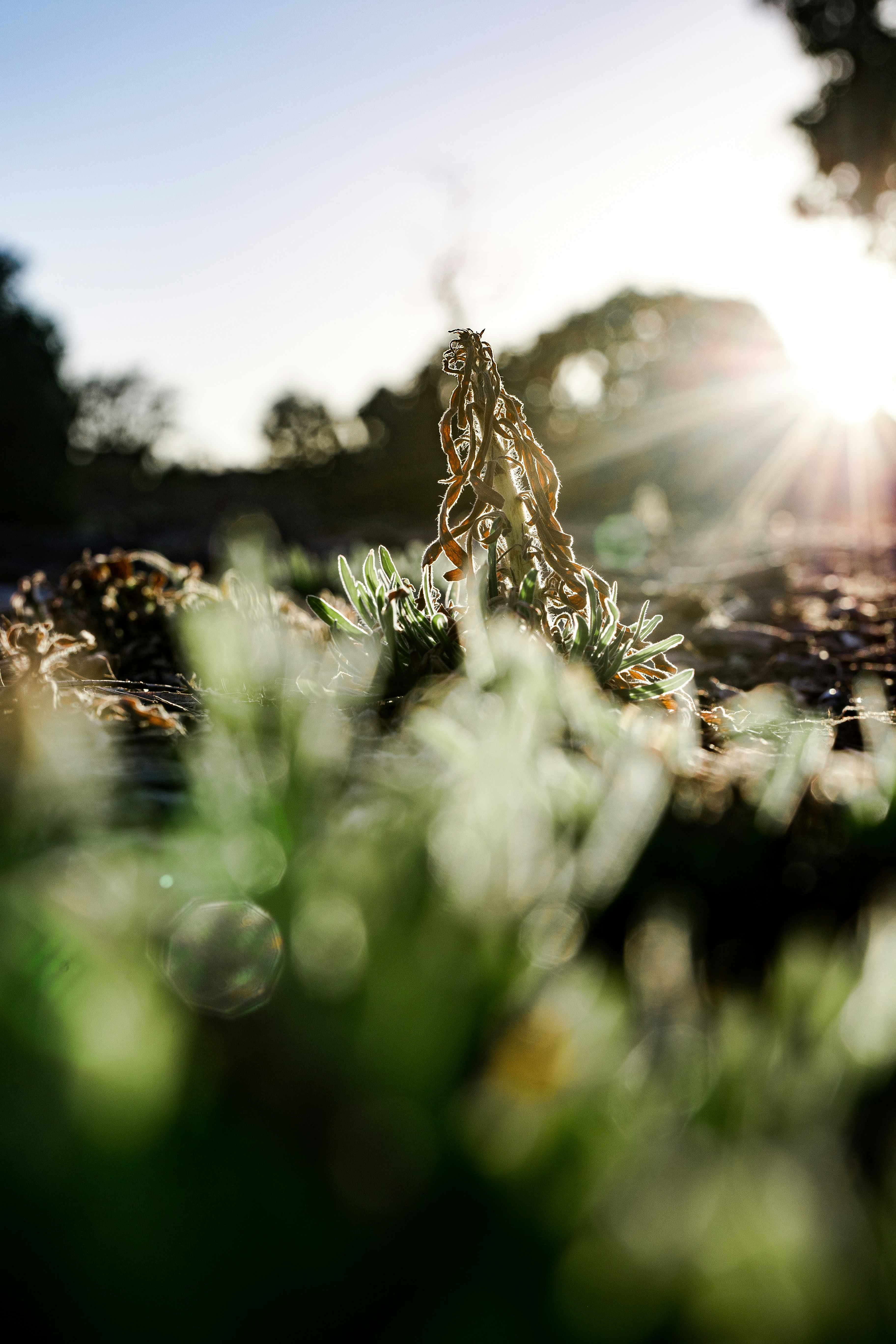 Sunlit Remnant: A Dry Stem Reaching Toward the Horizon