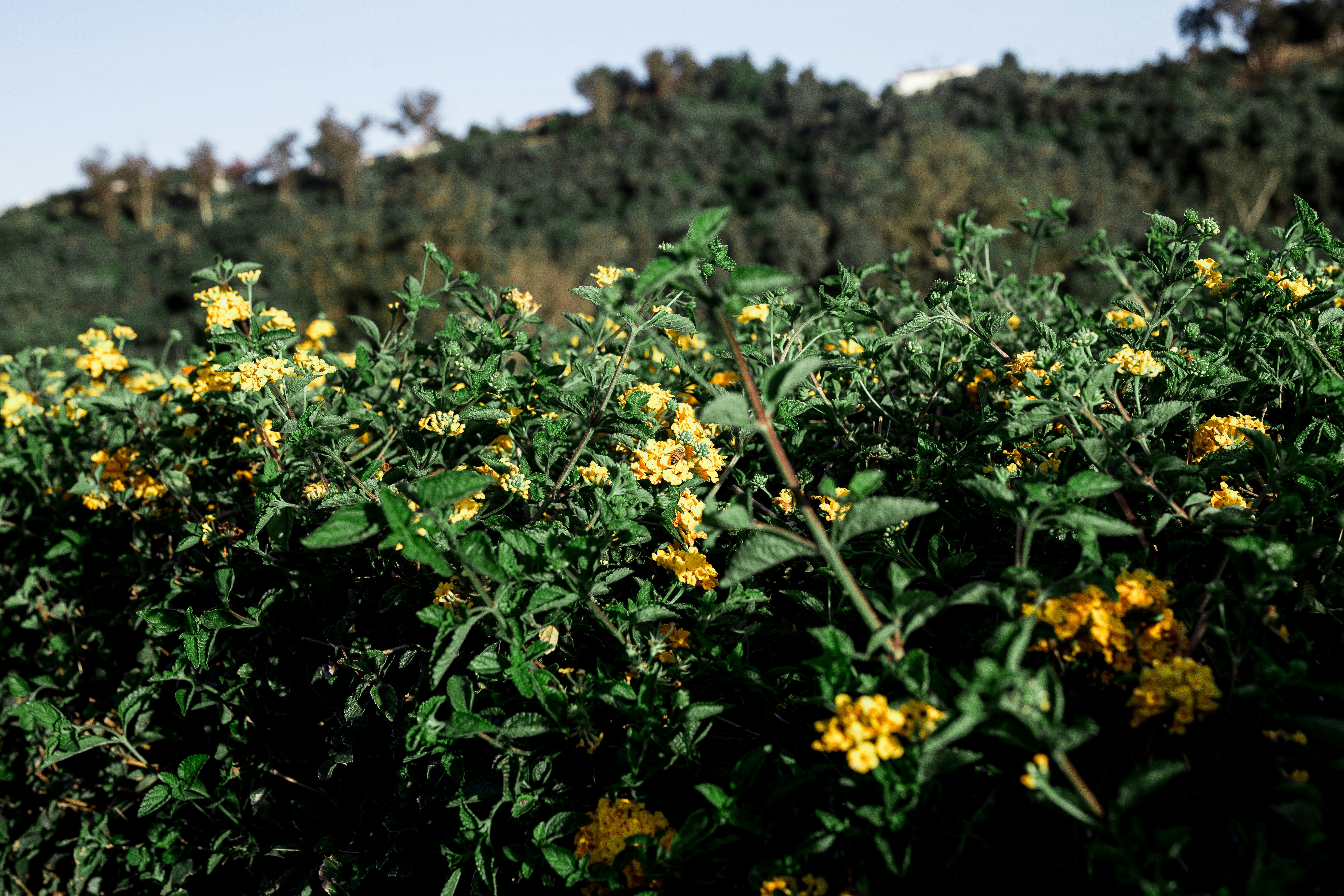 yellow flower field during daytime