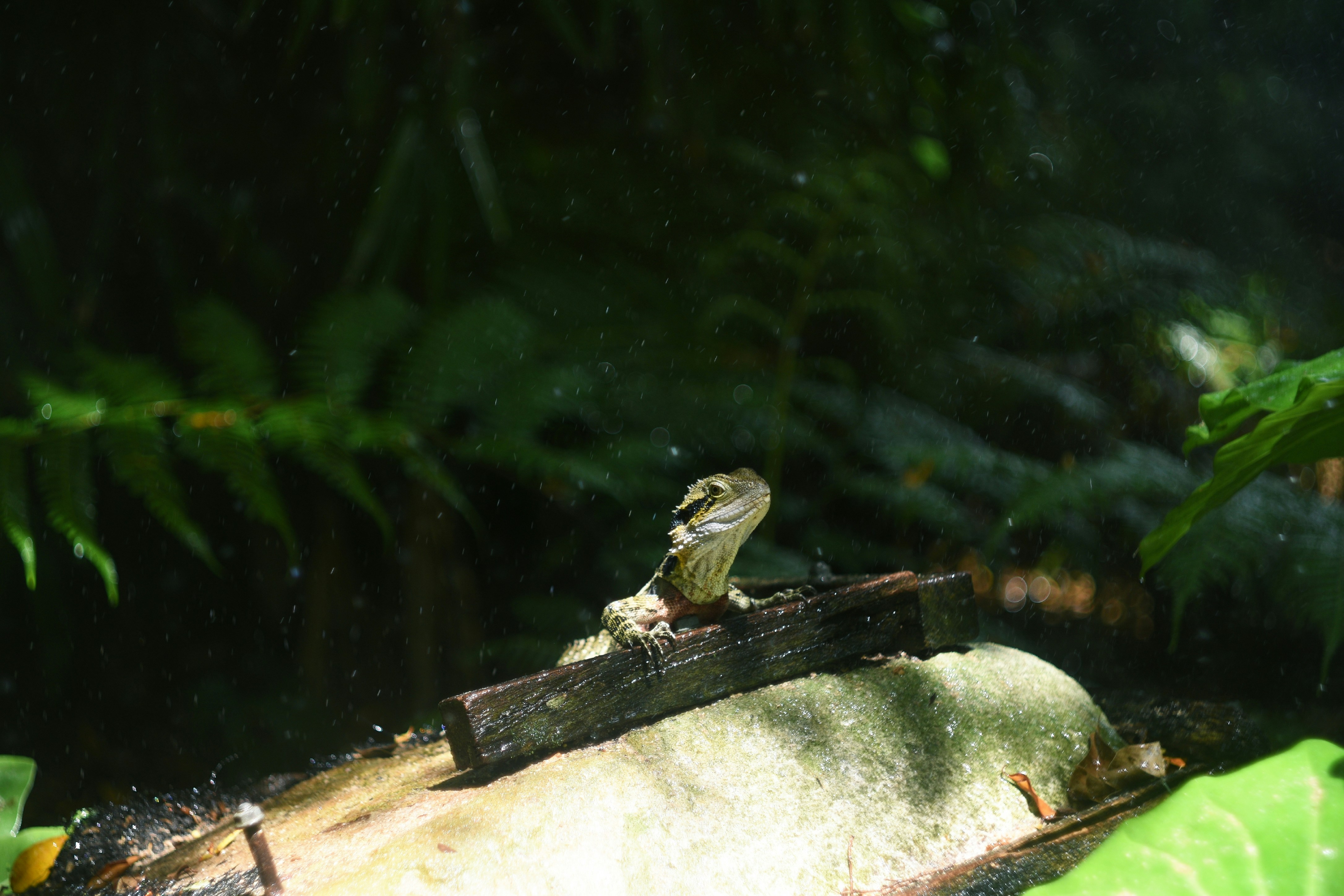 A small lizard resting on a log amidst vibrant green foliage, illuminated by soft sunlight filtering through the trees.