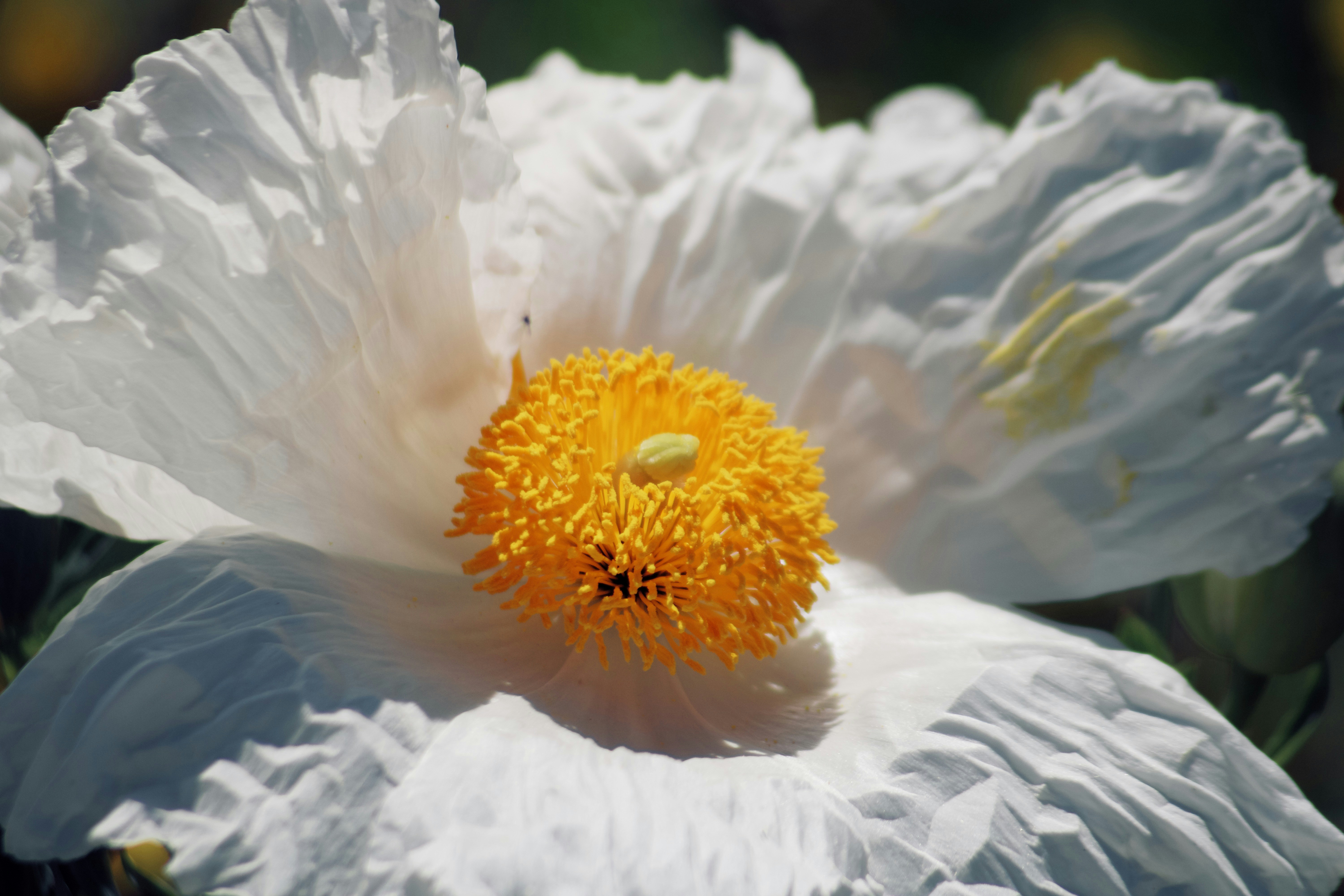 Close-up of a white flower with crinkled petals and a vibrant yellow center.