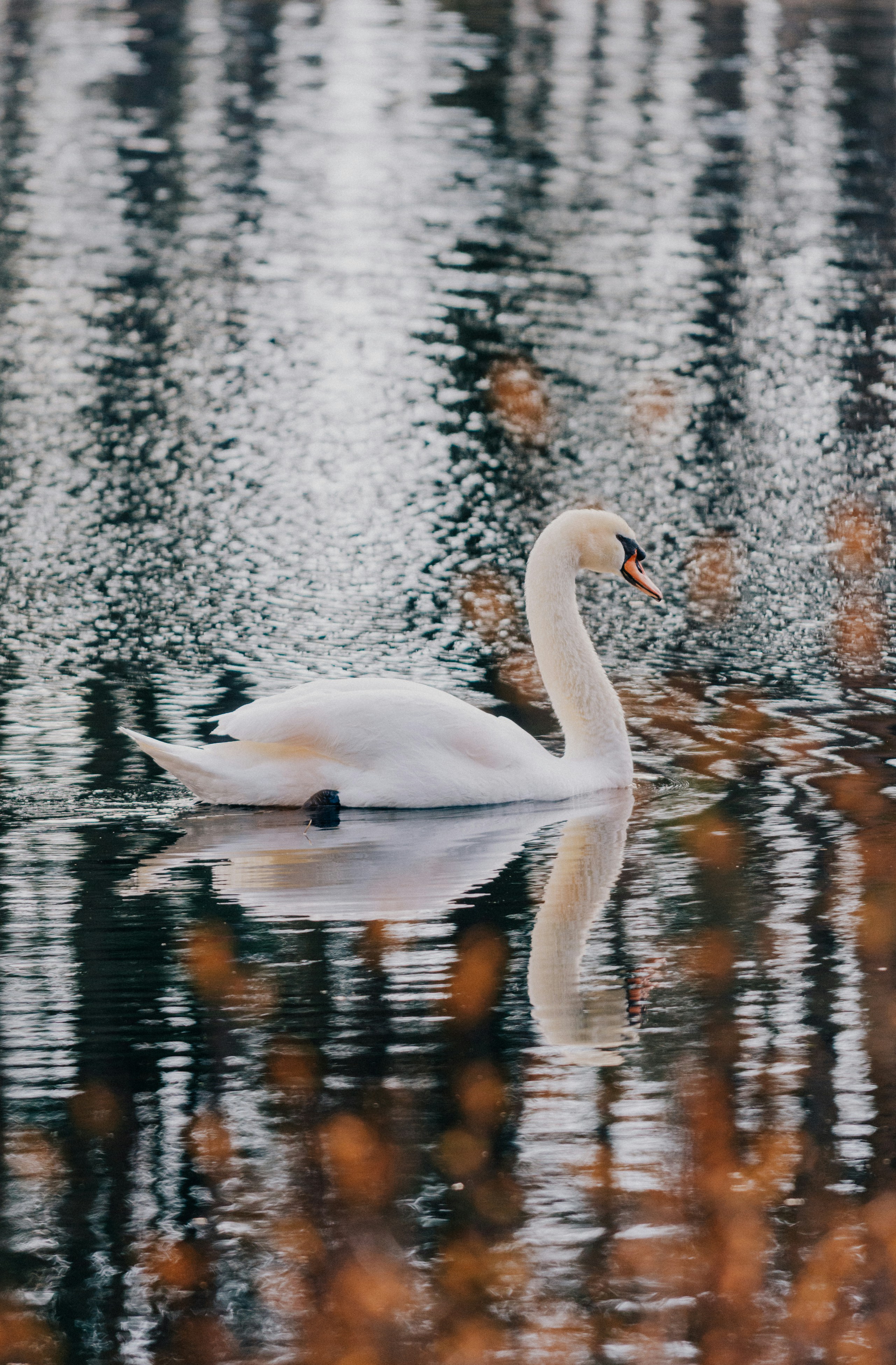 Solitary Swan in Quiet Ripples
