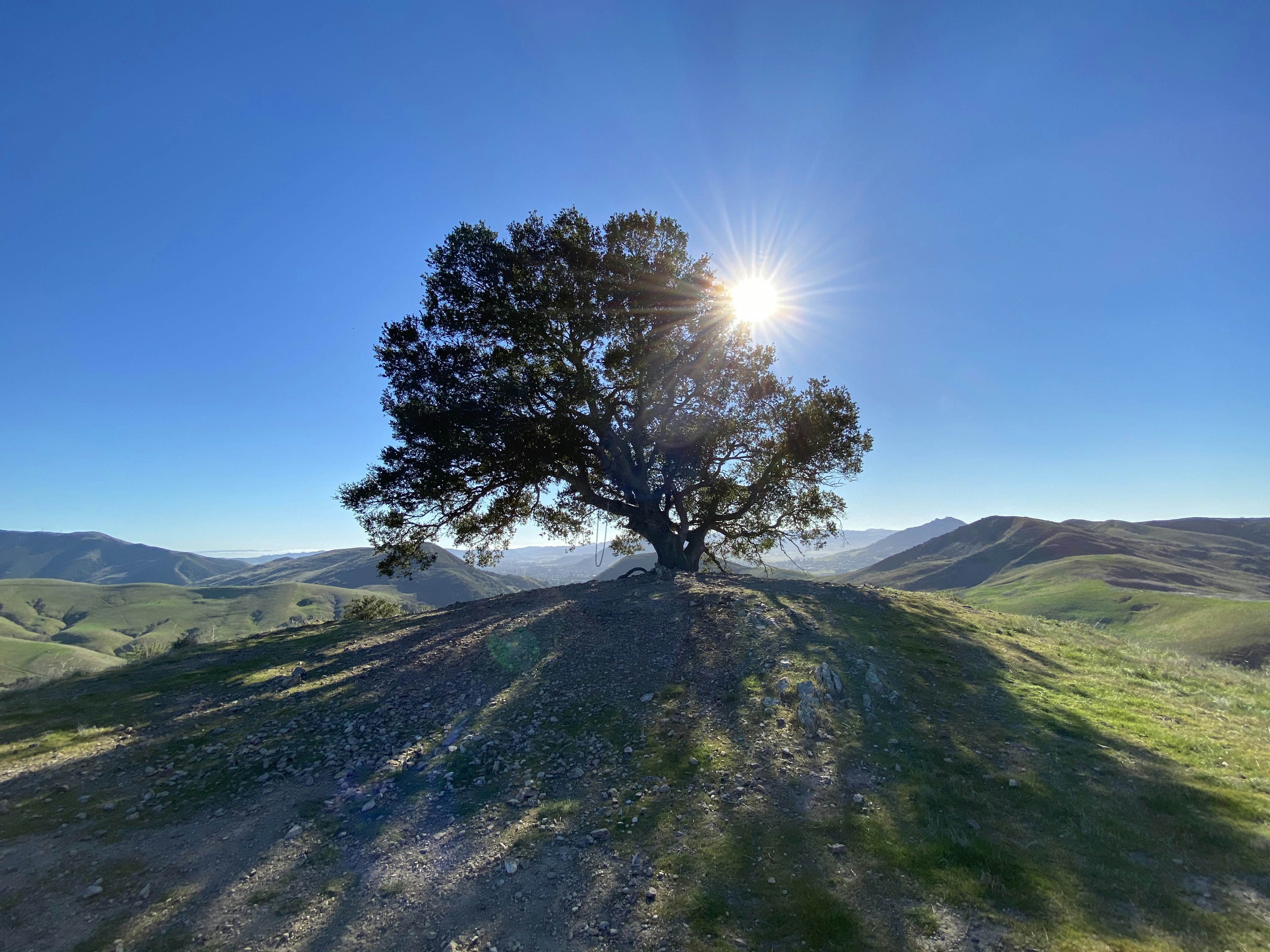 Solitary Sentinel on a Sunlit Hill