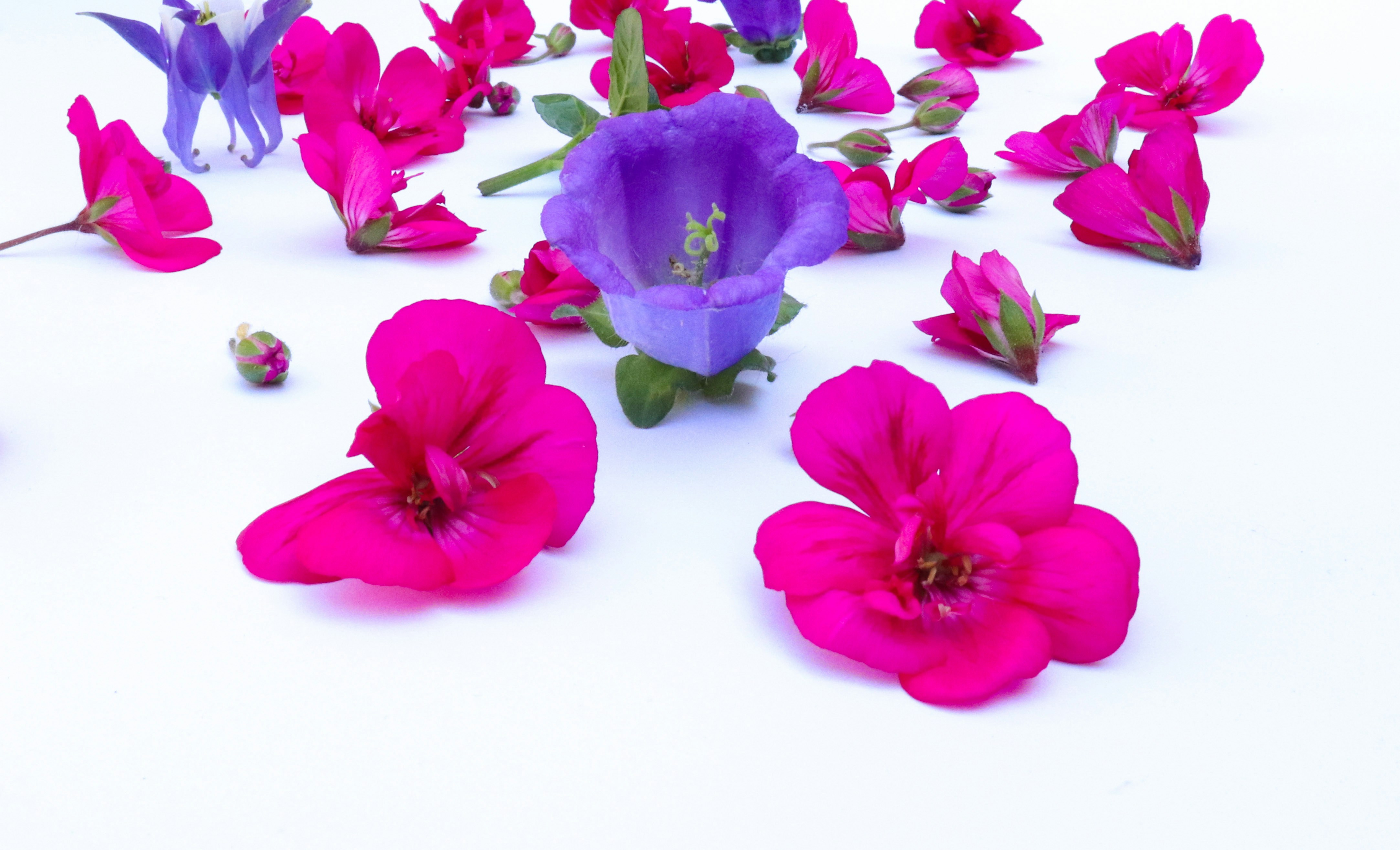 Foto Flores moradas y rojas sobre superficie blanca – Imagen Italie ...