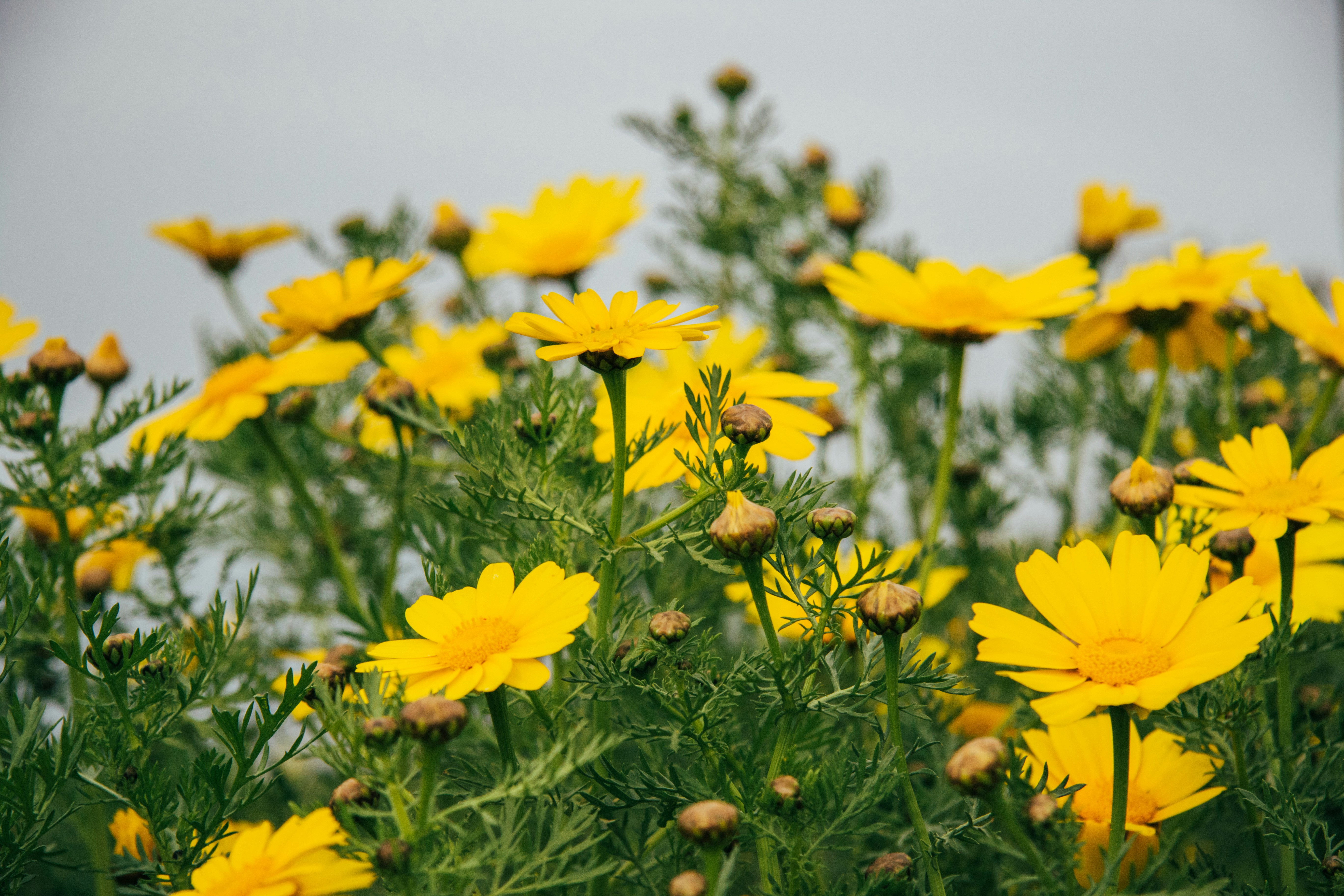 Flores amarillas en un campo de hierba verde foto – Imagen de Fasli ...