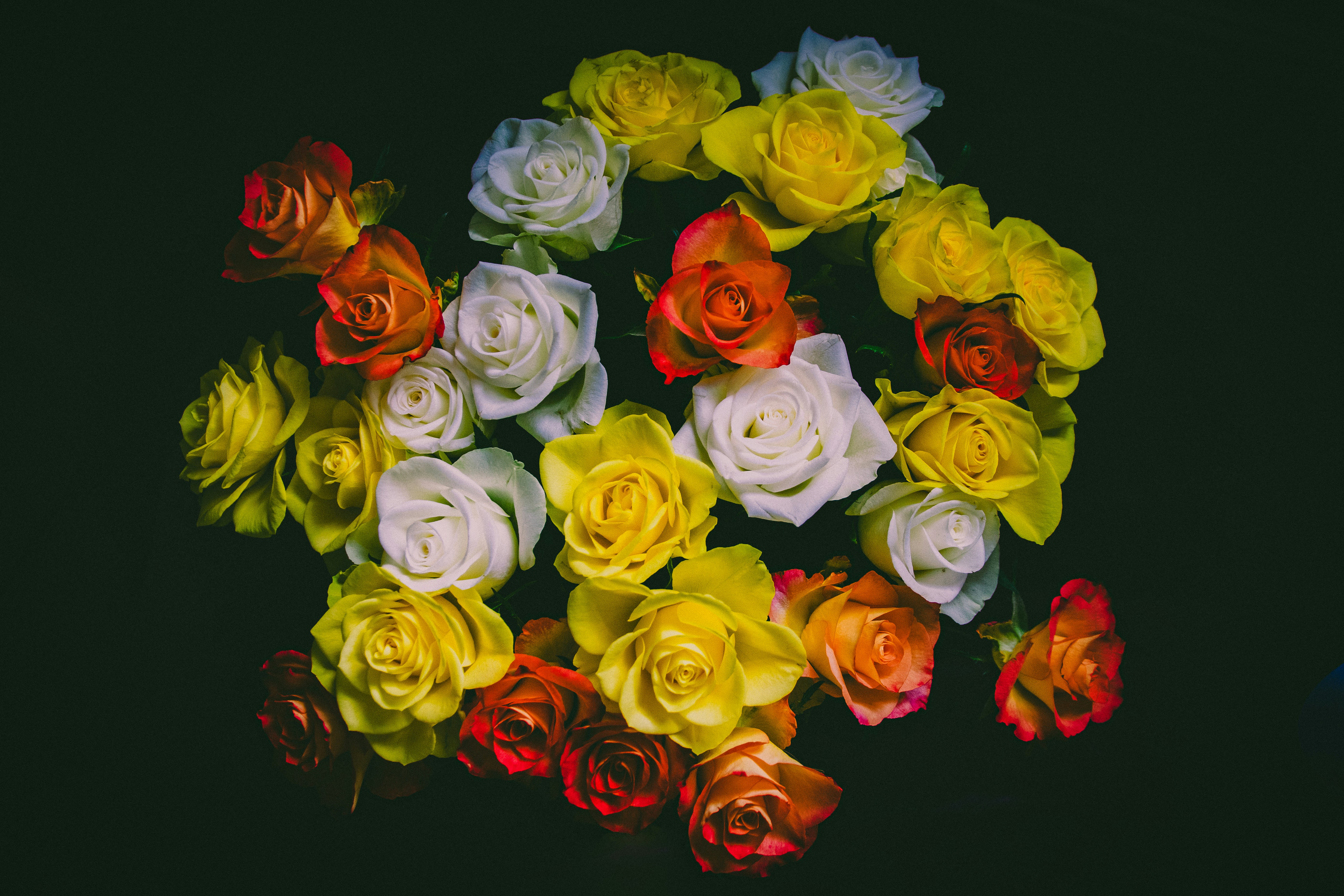 White red and green roses photo – Free Flower Image on Unsplash