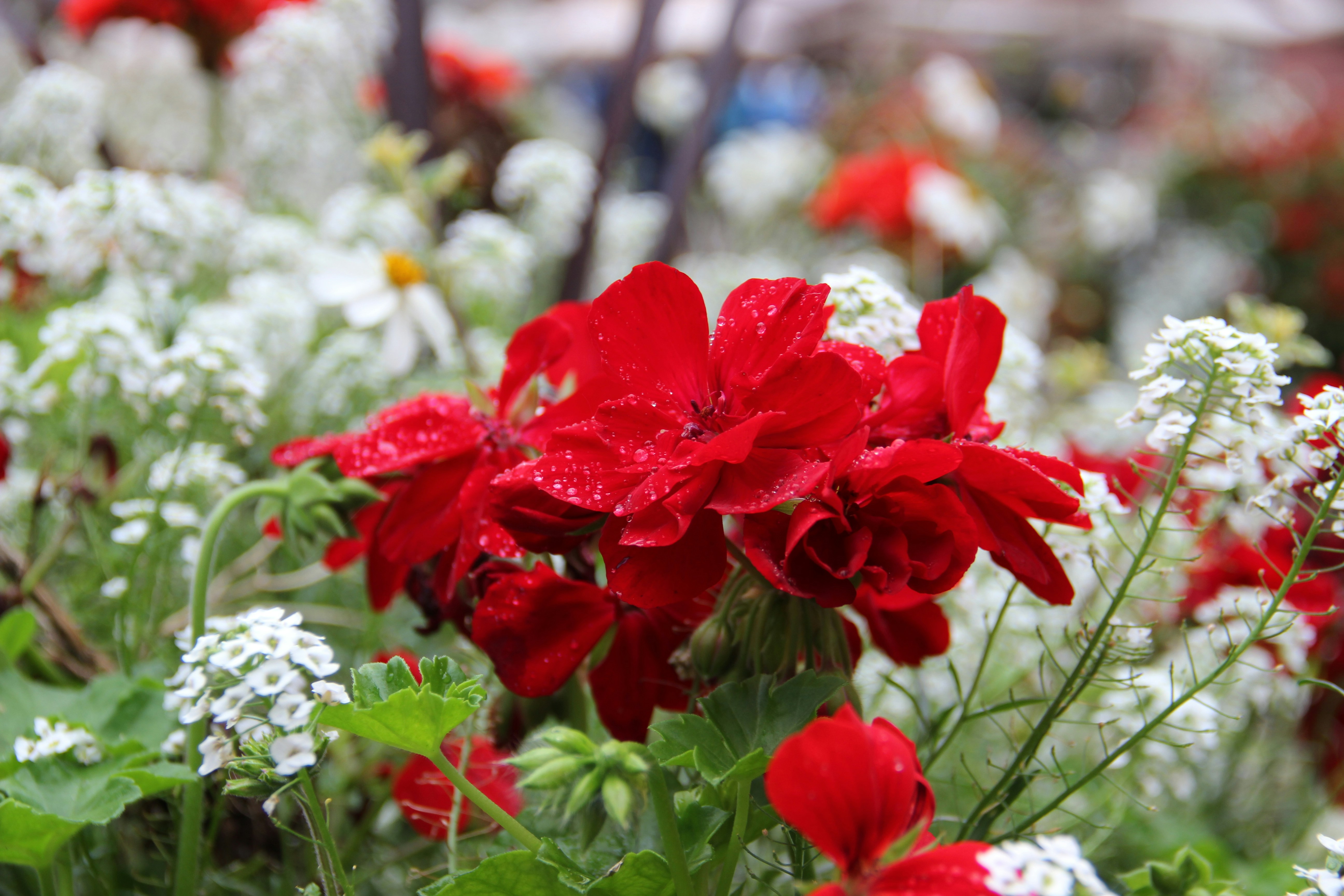 Vibrant red geraniums adorned with droplets stand out against a backdrop of delicate white flowers. A lively garden scene unfolds.