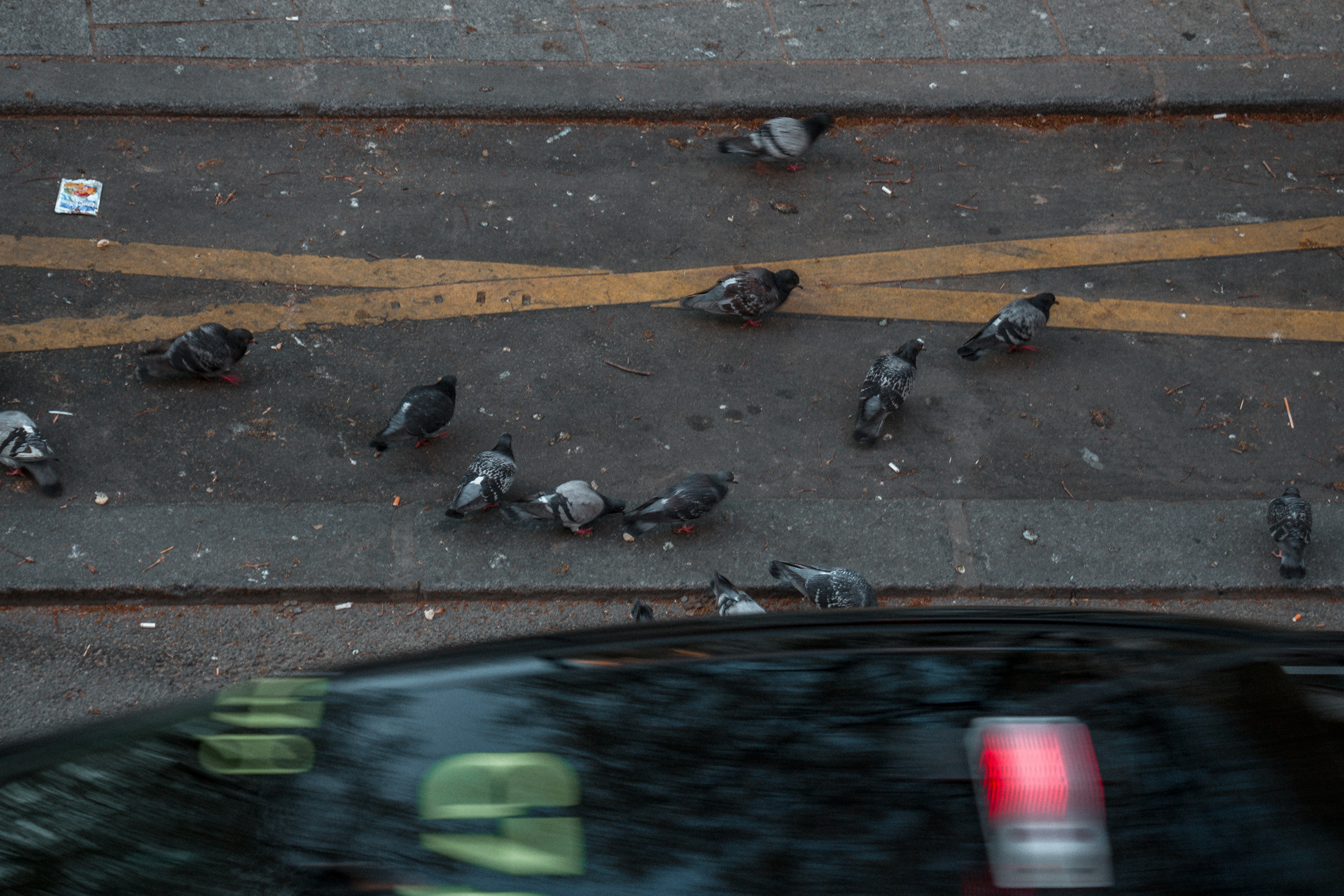 Pigeons foraging on a city street, with a blurred car speeding by in the foreground. The scene captures the rhythm of urban life.