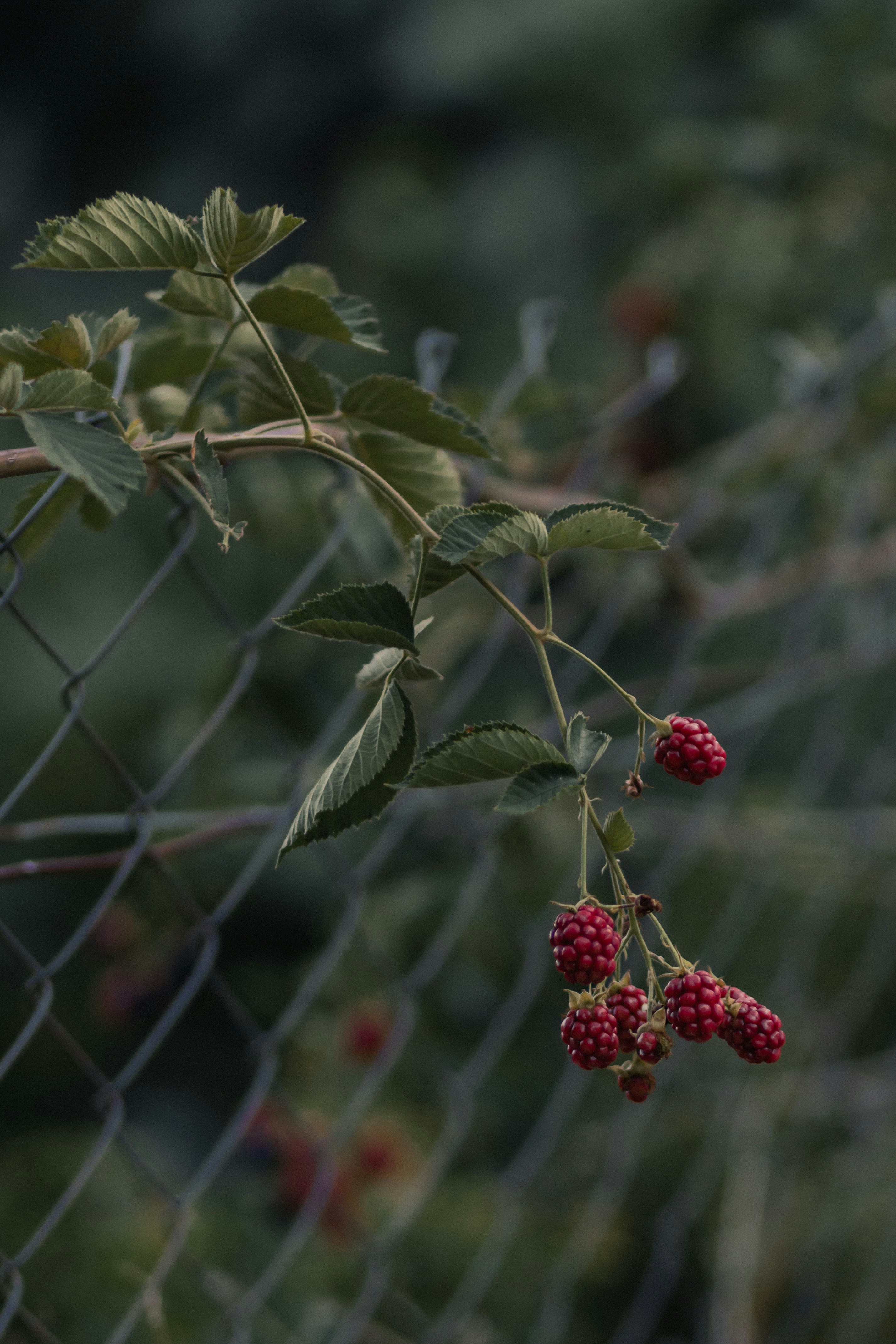 Fruits ronds rouges sur l’arbre vert pendant la journée photo – Photo ...