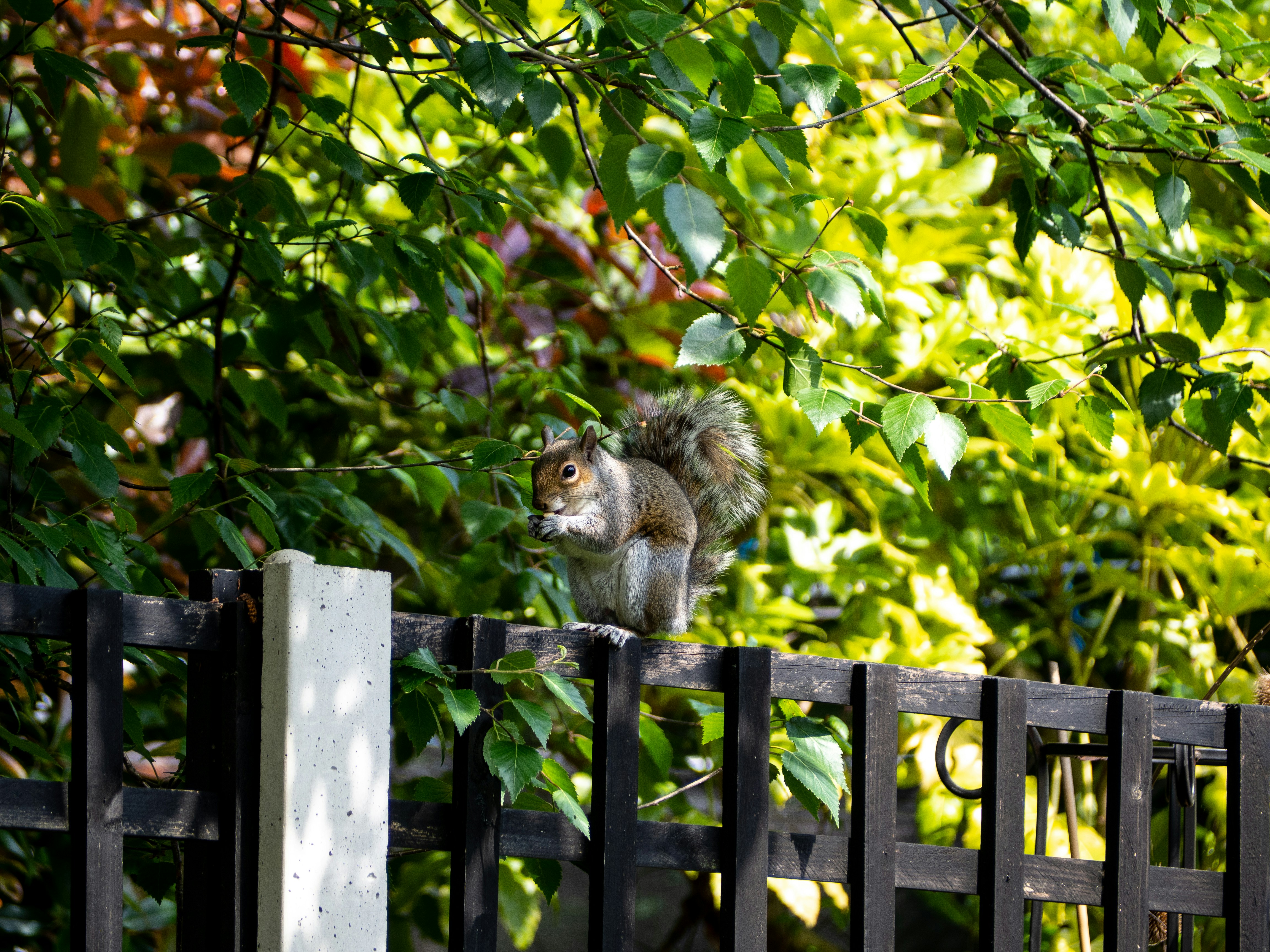 Sunlit Squirrel on a Wrought-Iron Railing