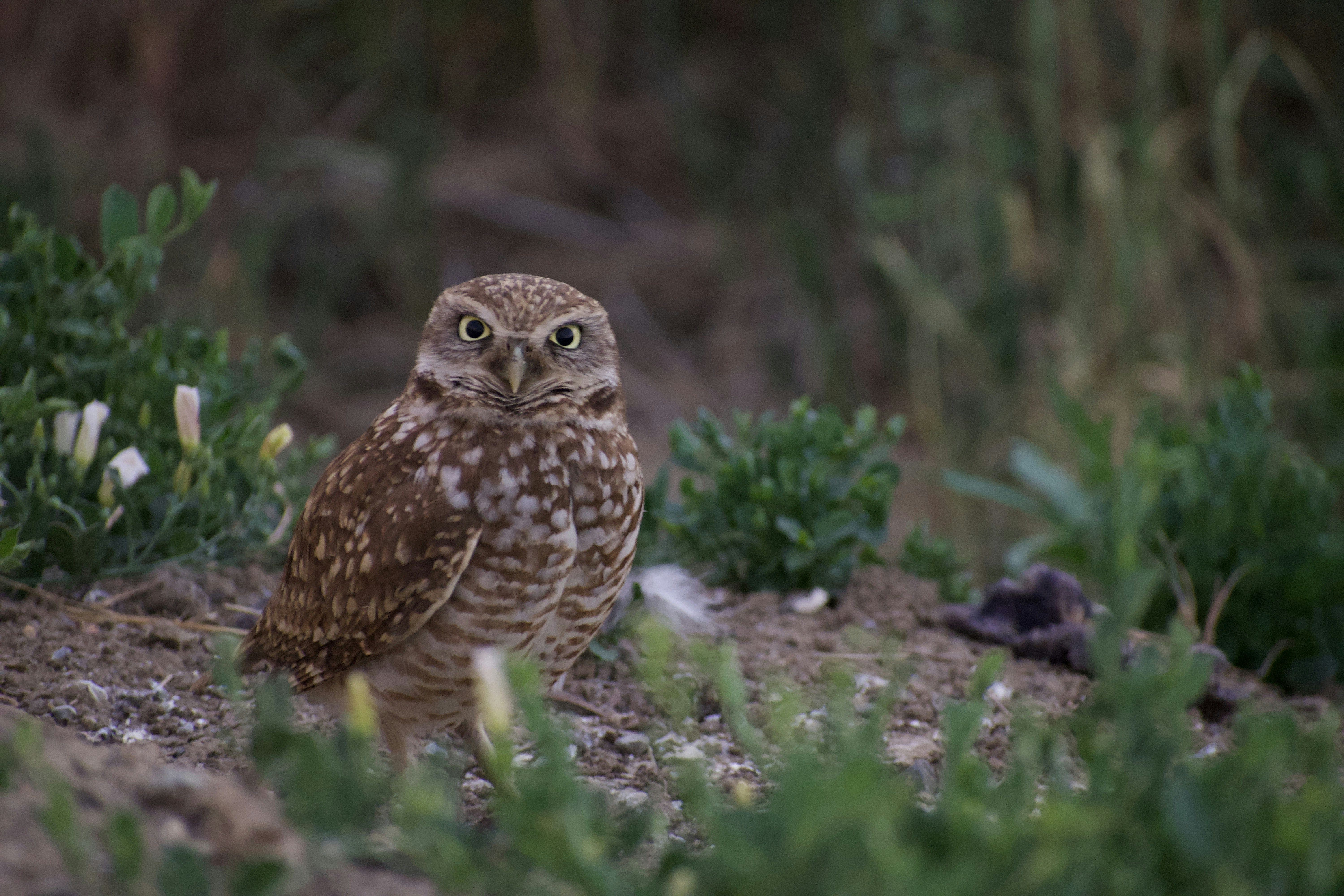 Little Owl on Meadow Edge, Alert and Watchful