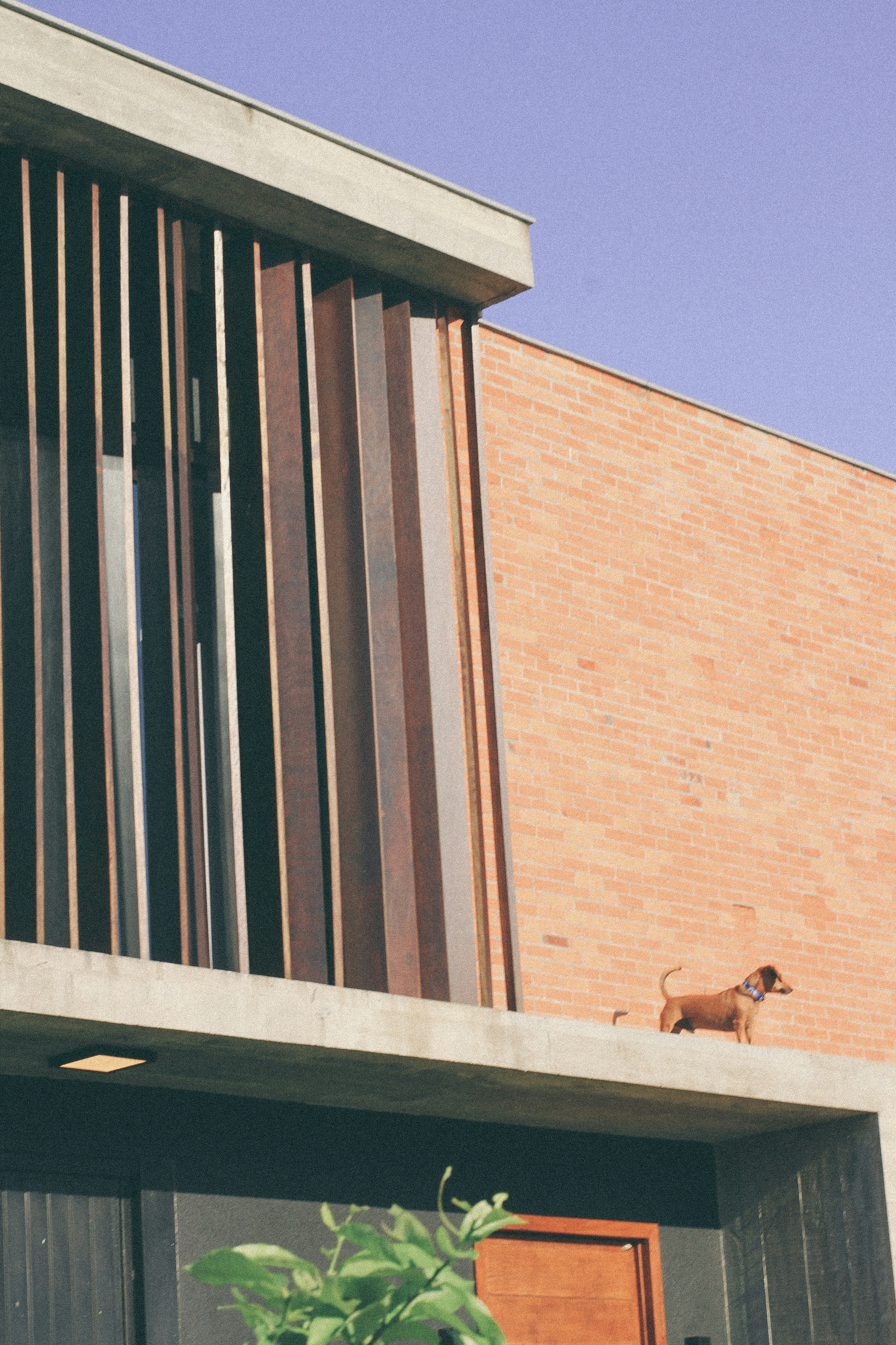 Dog on the Ledge: A Quiet Moment Above Brick and Steel
