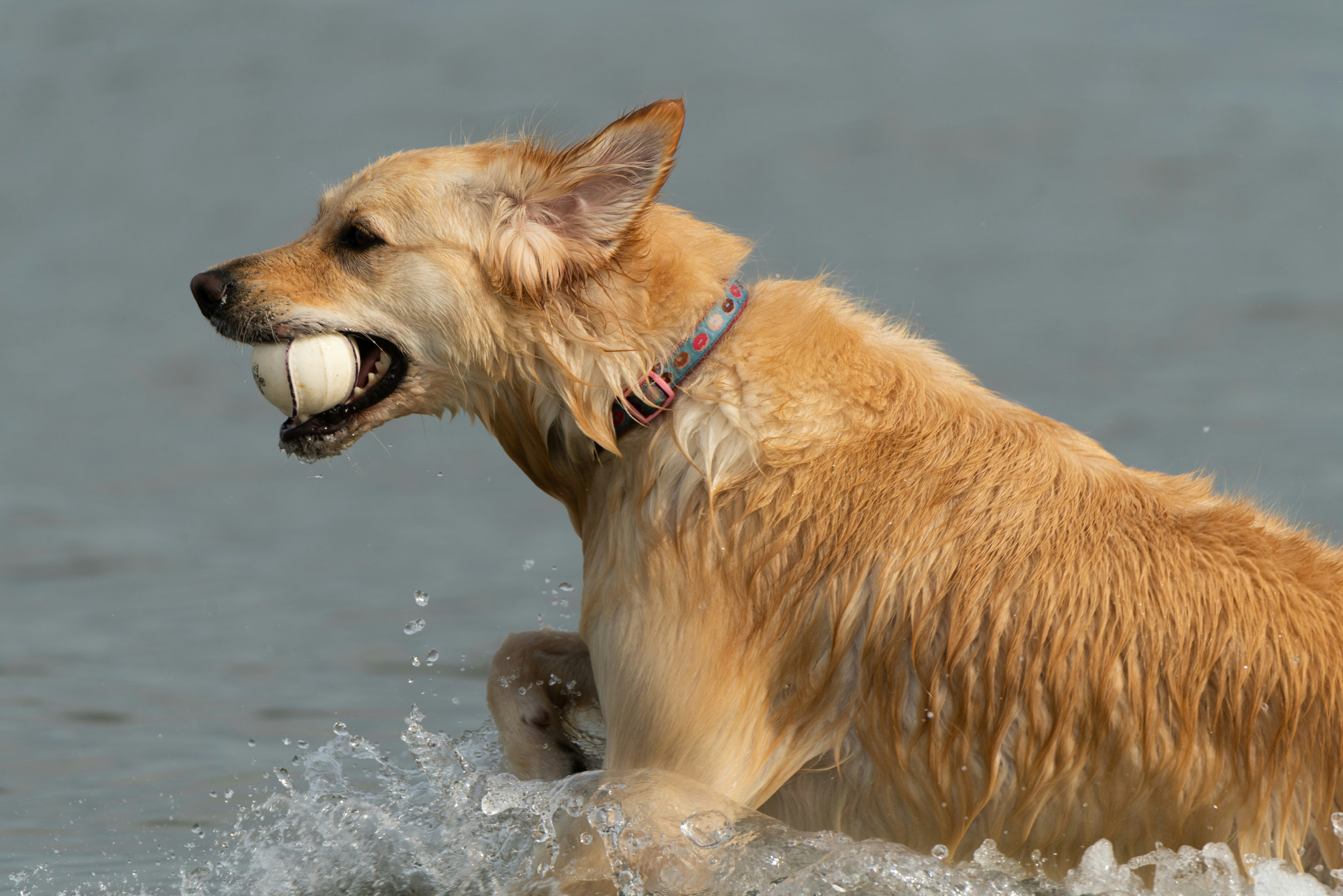 Golden Retriever joyfully retrieving a ball while splashing through shallow water.