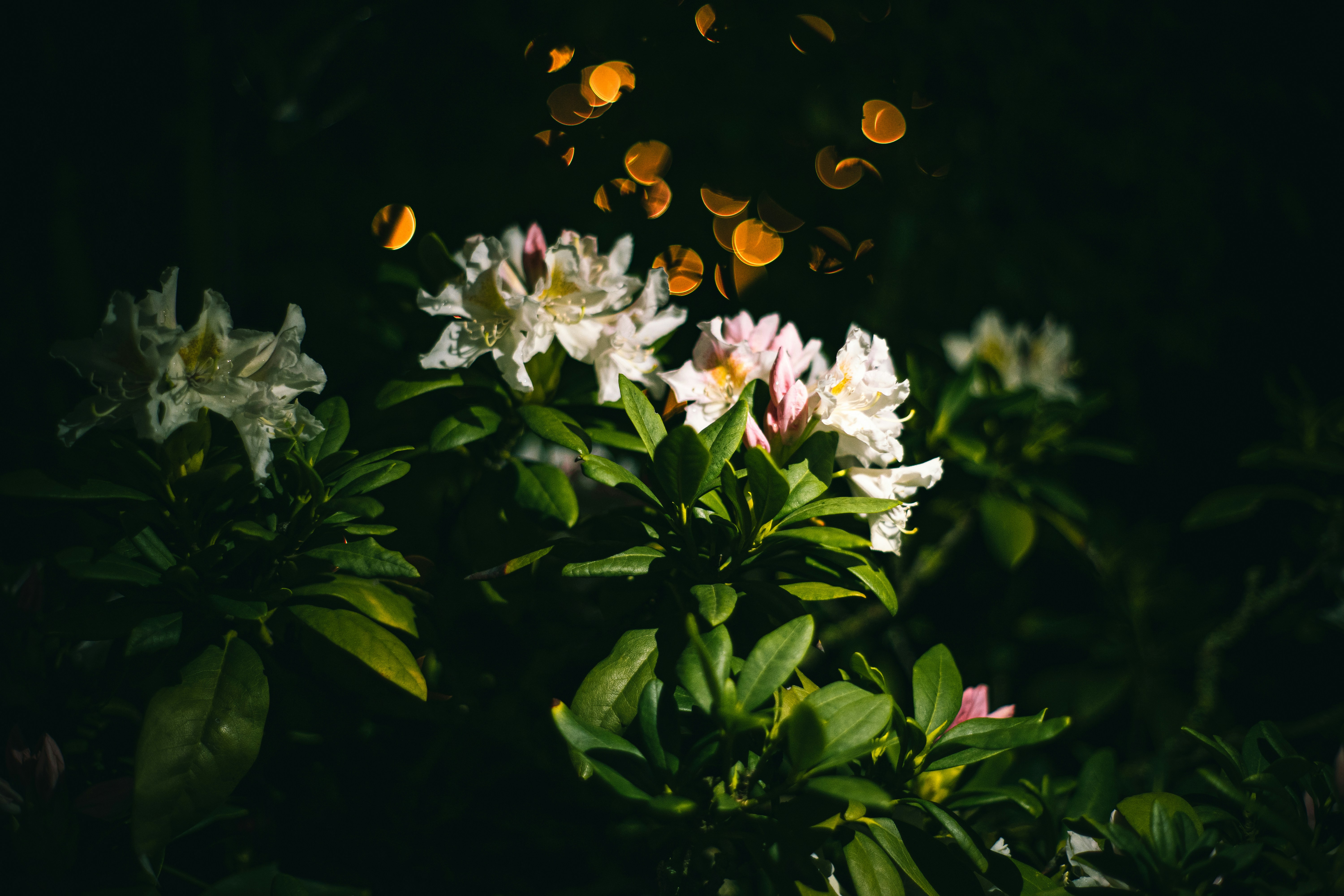 Light Flowers Pictures | Download Free Images on Unsplash