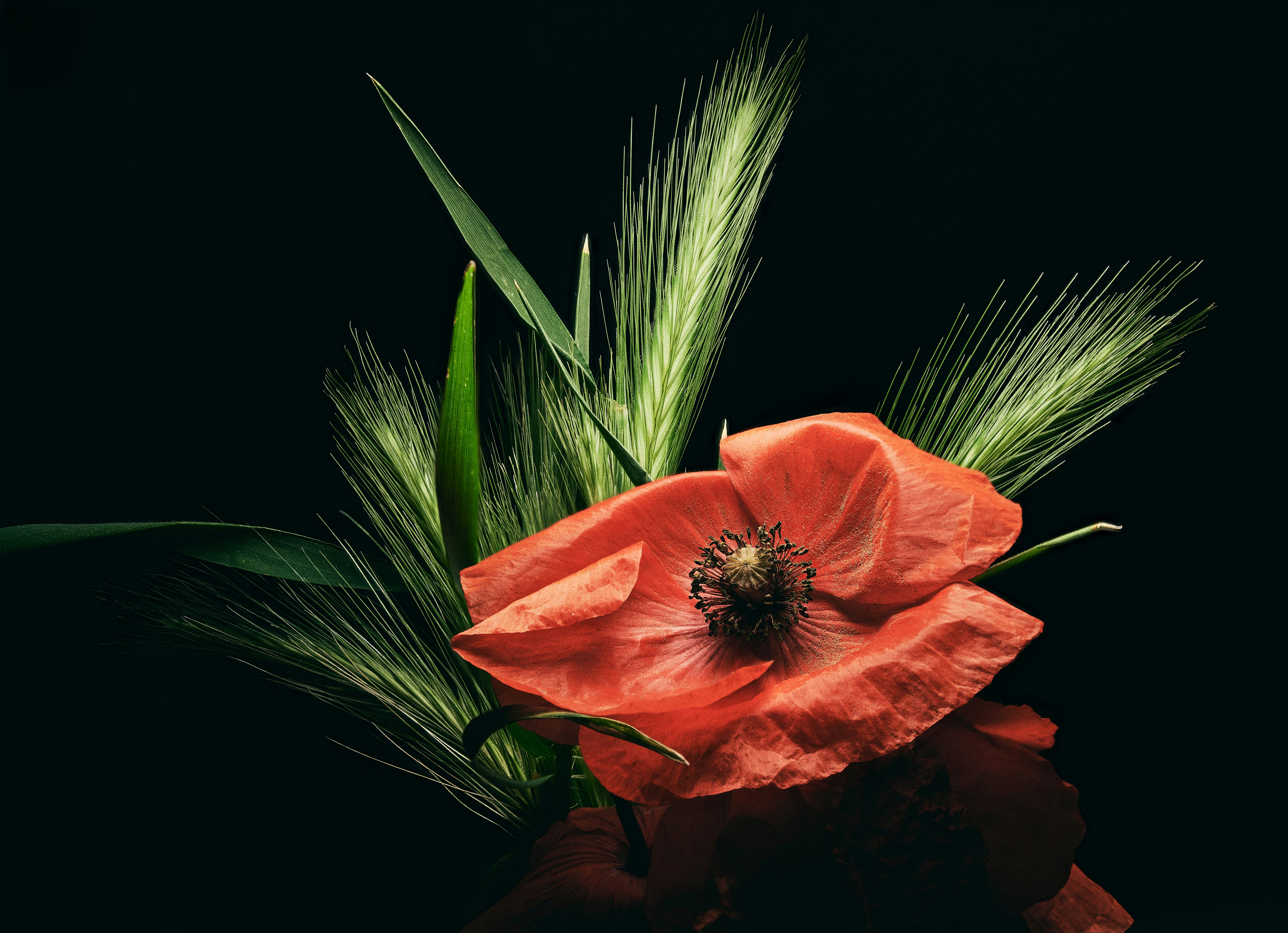 Crimson Poppy on Noir Velvet: A Study in Light and Texture