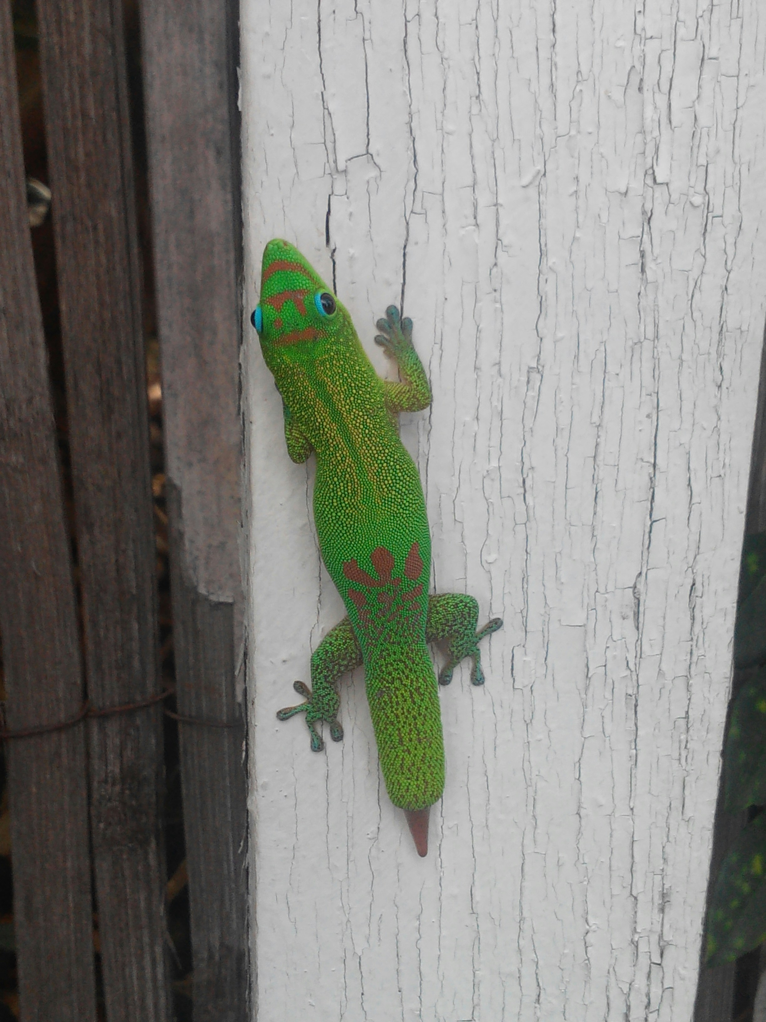 Geco | 3 best free geco, lizard, animal and gecko photos on Unsplash