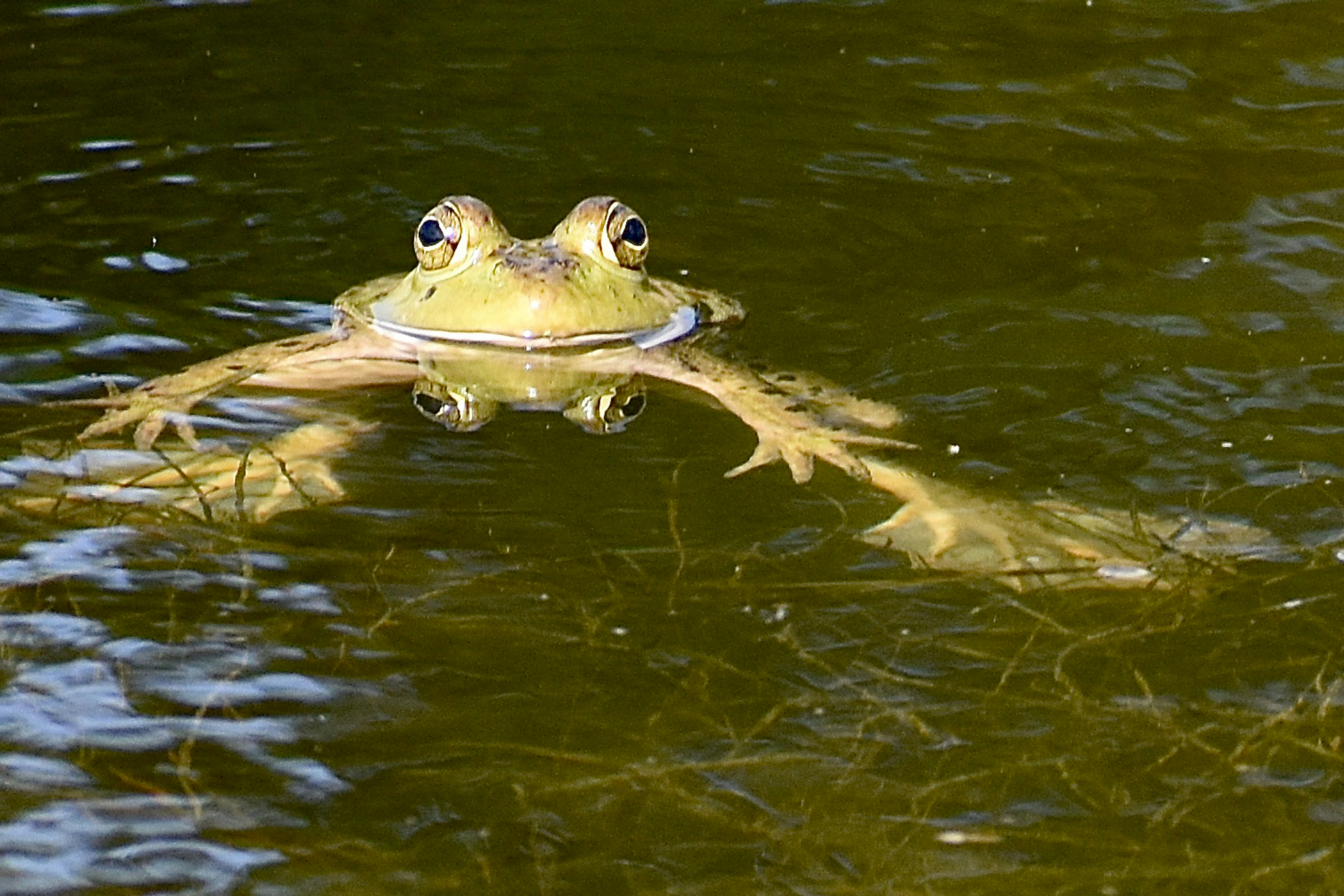 A frog floating on top of a body of water photo – Free Amphibian Image ...