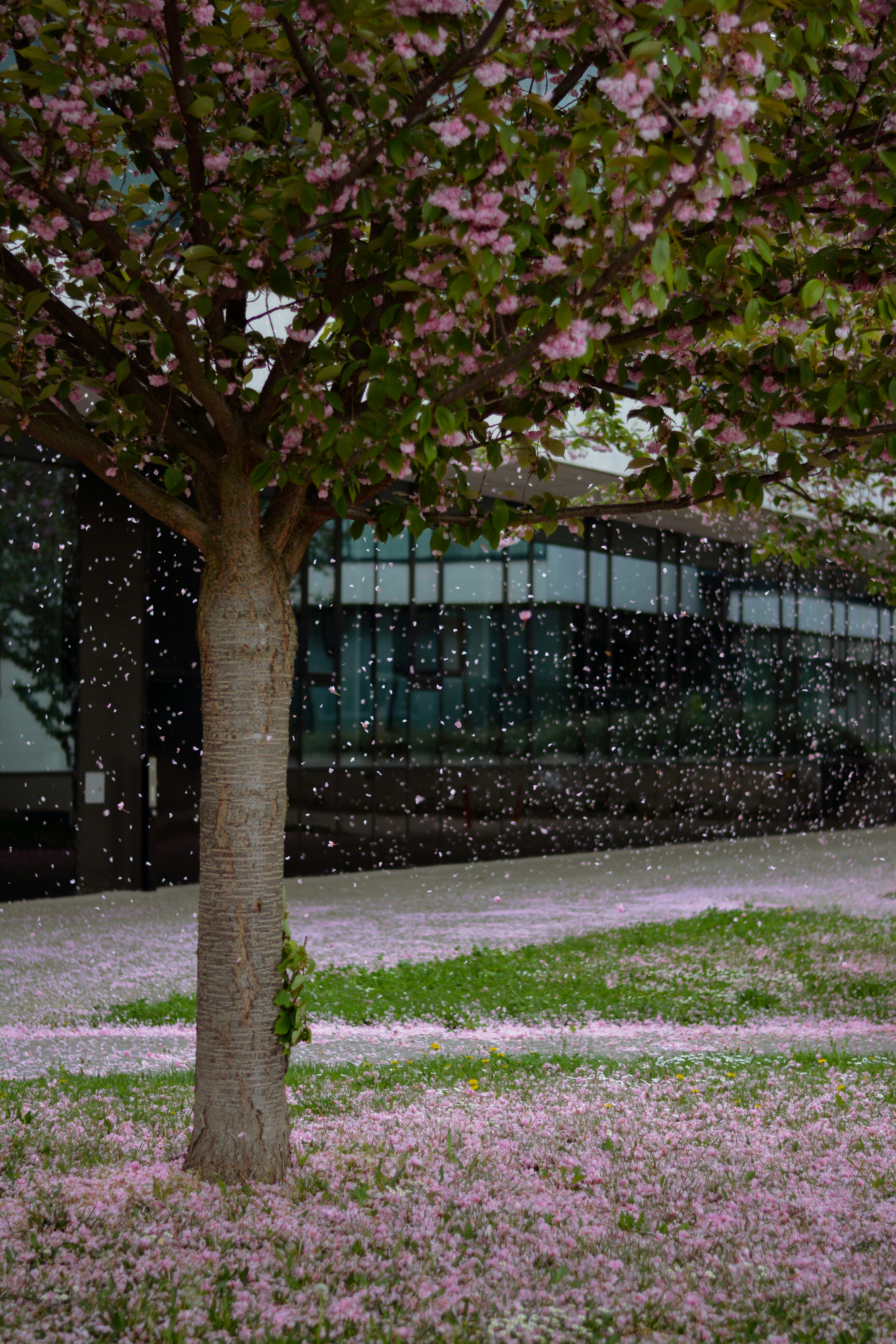 Blossoms Beneath the Drifting Petals