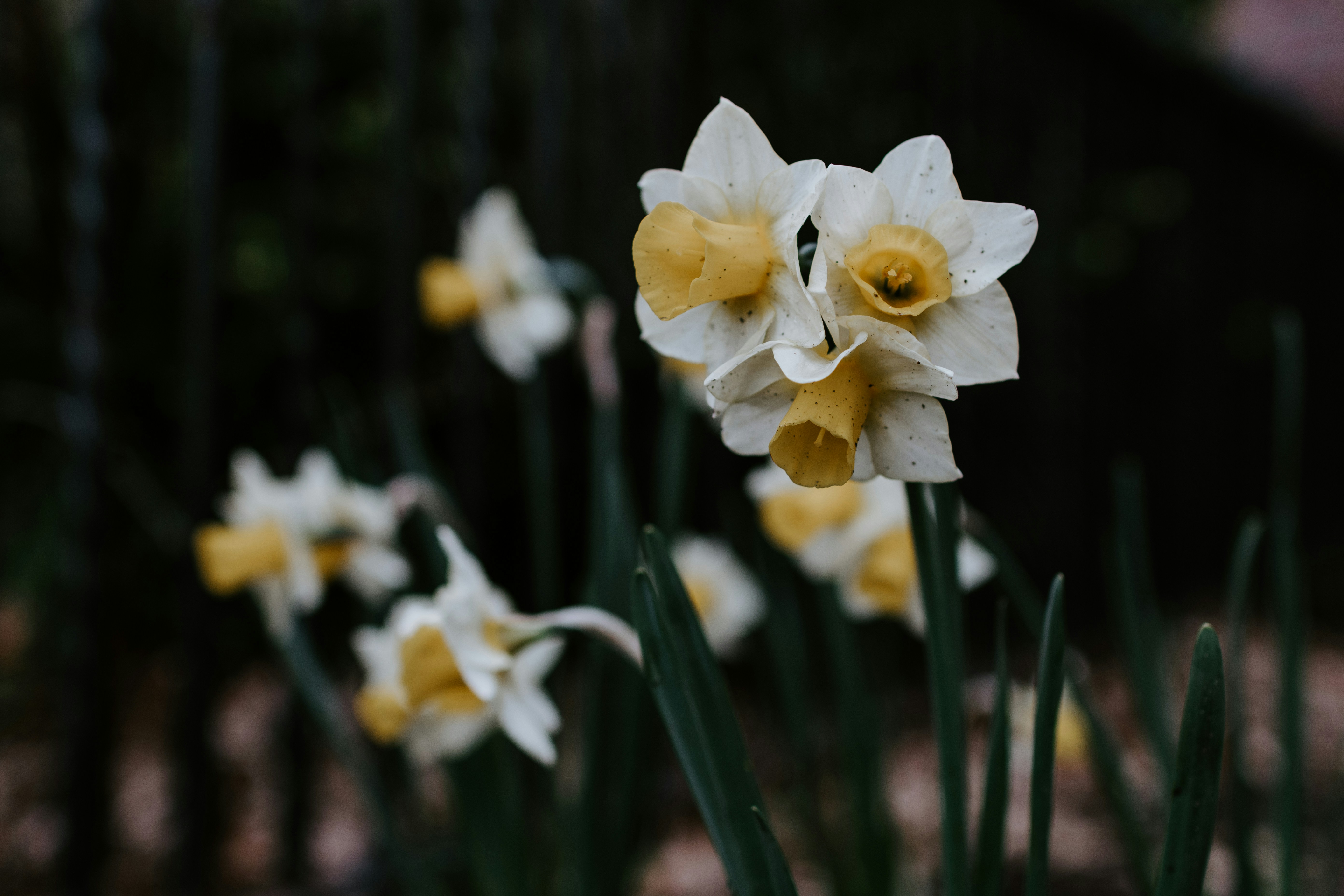 Delicate daffodils with white petals and yellow centers rise from lush green stems, set against a softly blurred background.