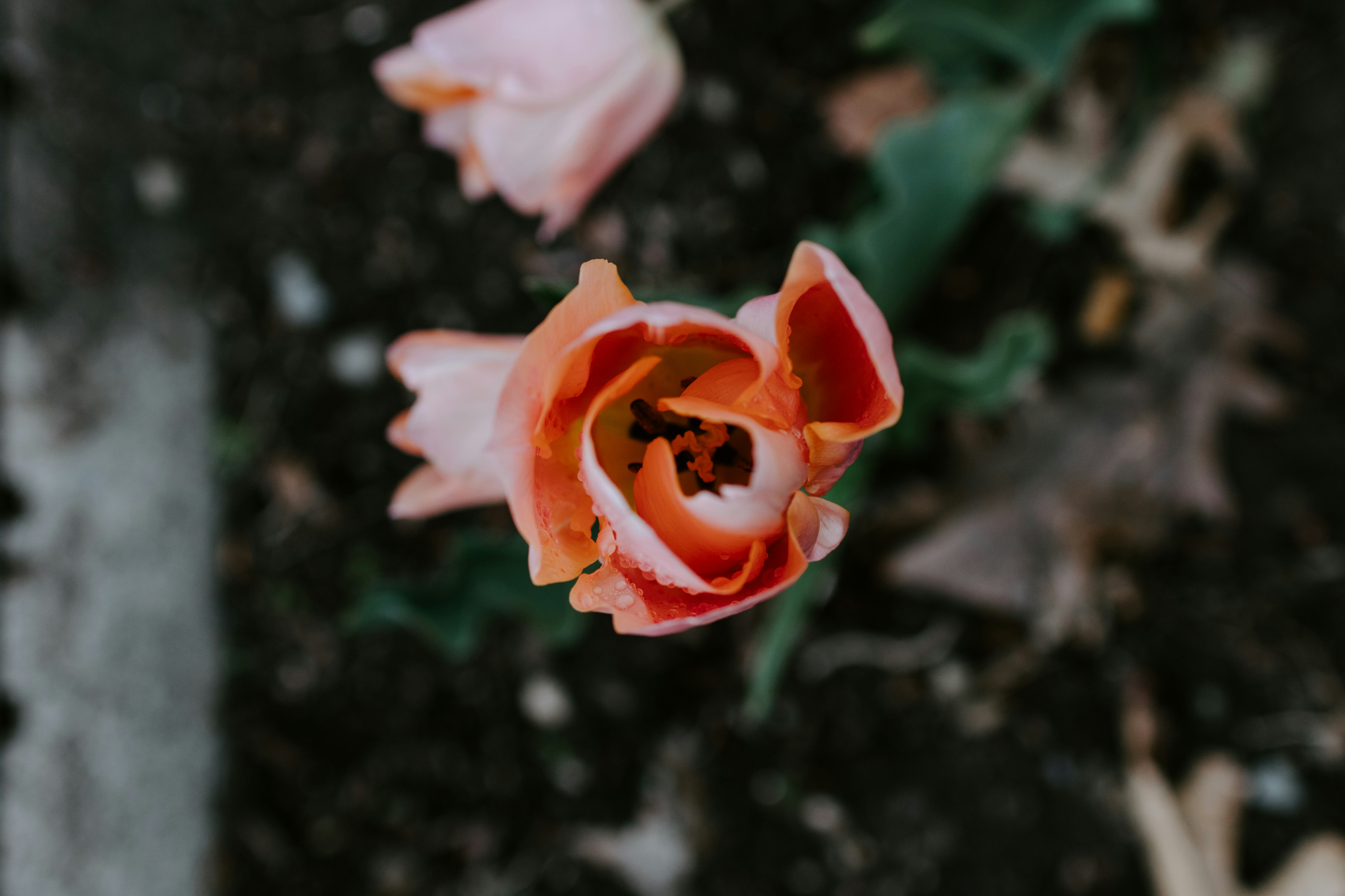 Rose Stem Pictures | Download Free Images on Unsplash