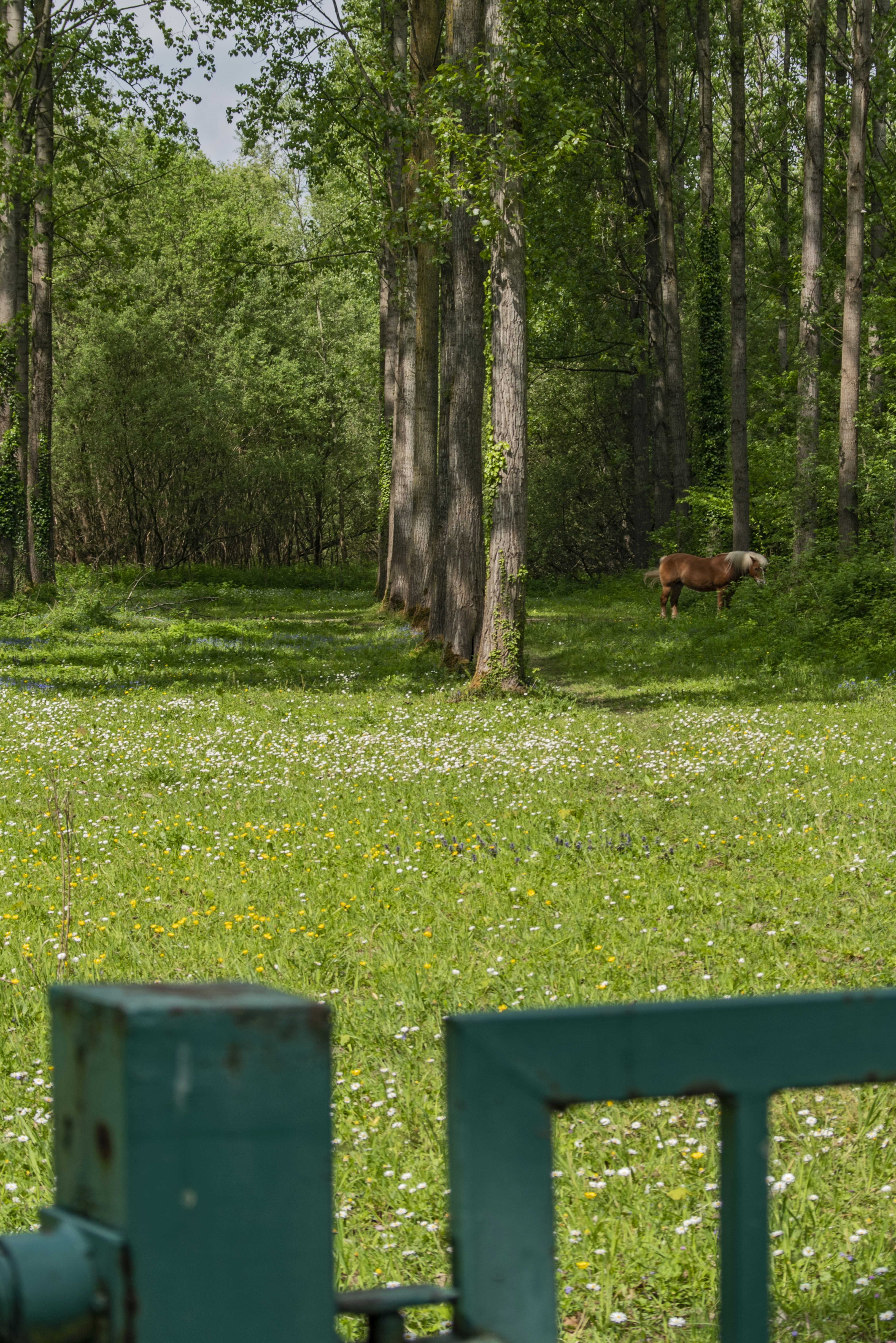 Lone Pony in a Pine Cathedral
