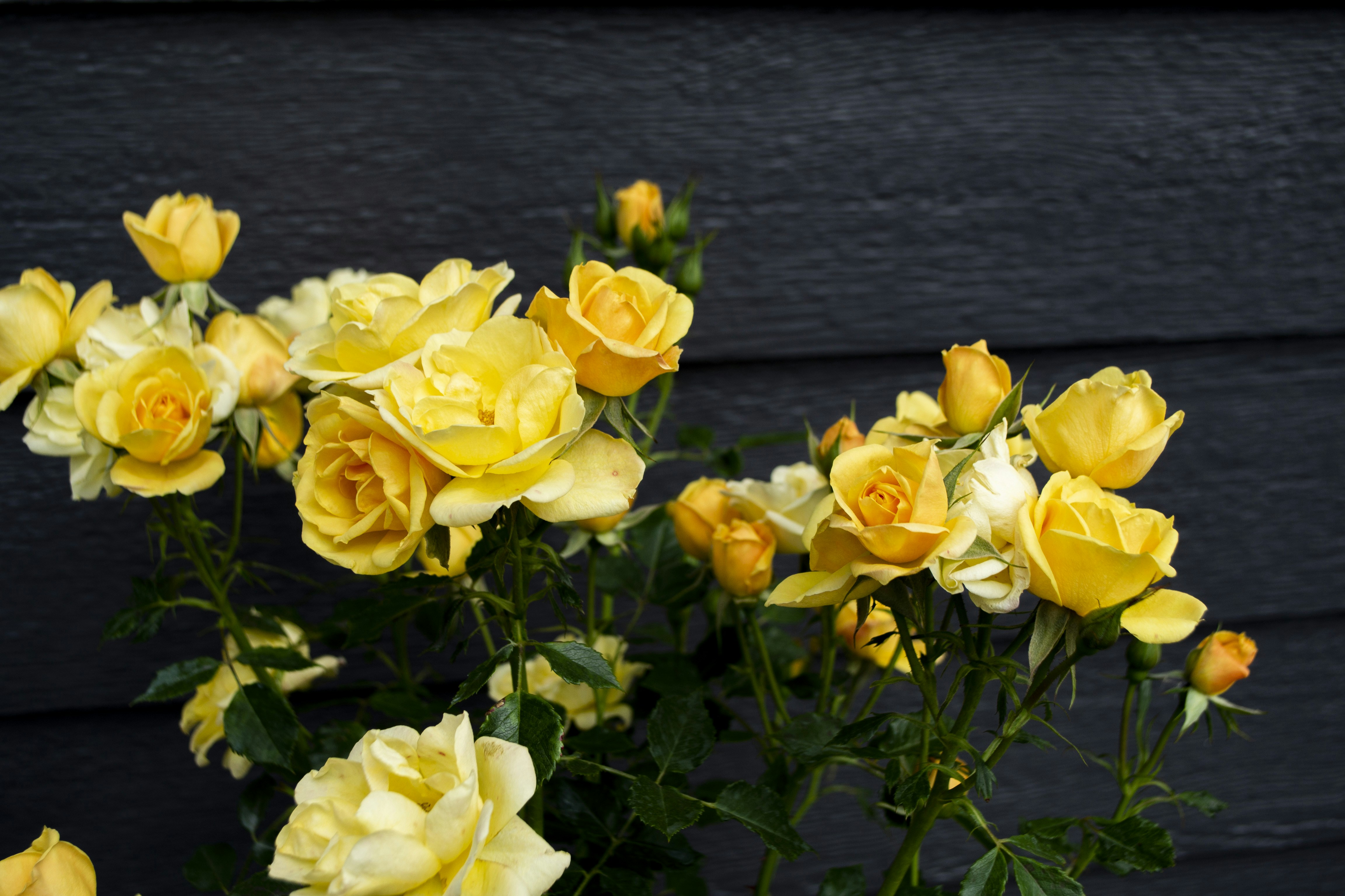 Golden Roses in a Shadowed Wood Backdrop