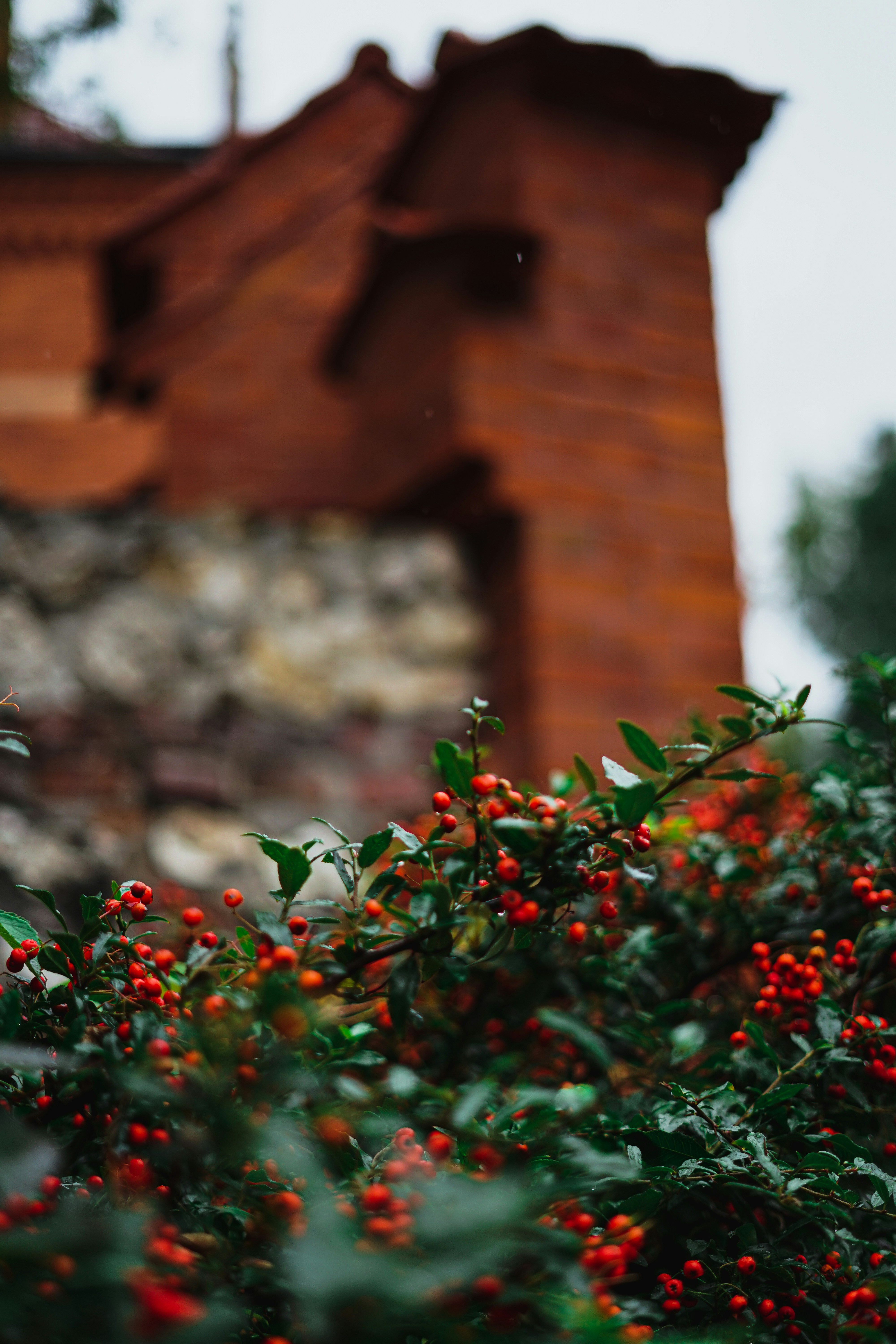 Crimson Berries Framing a Blurred Brick Façade