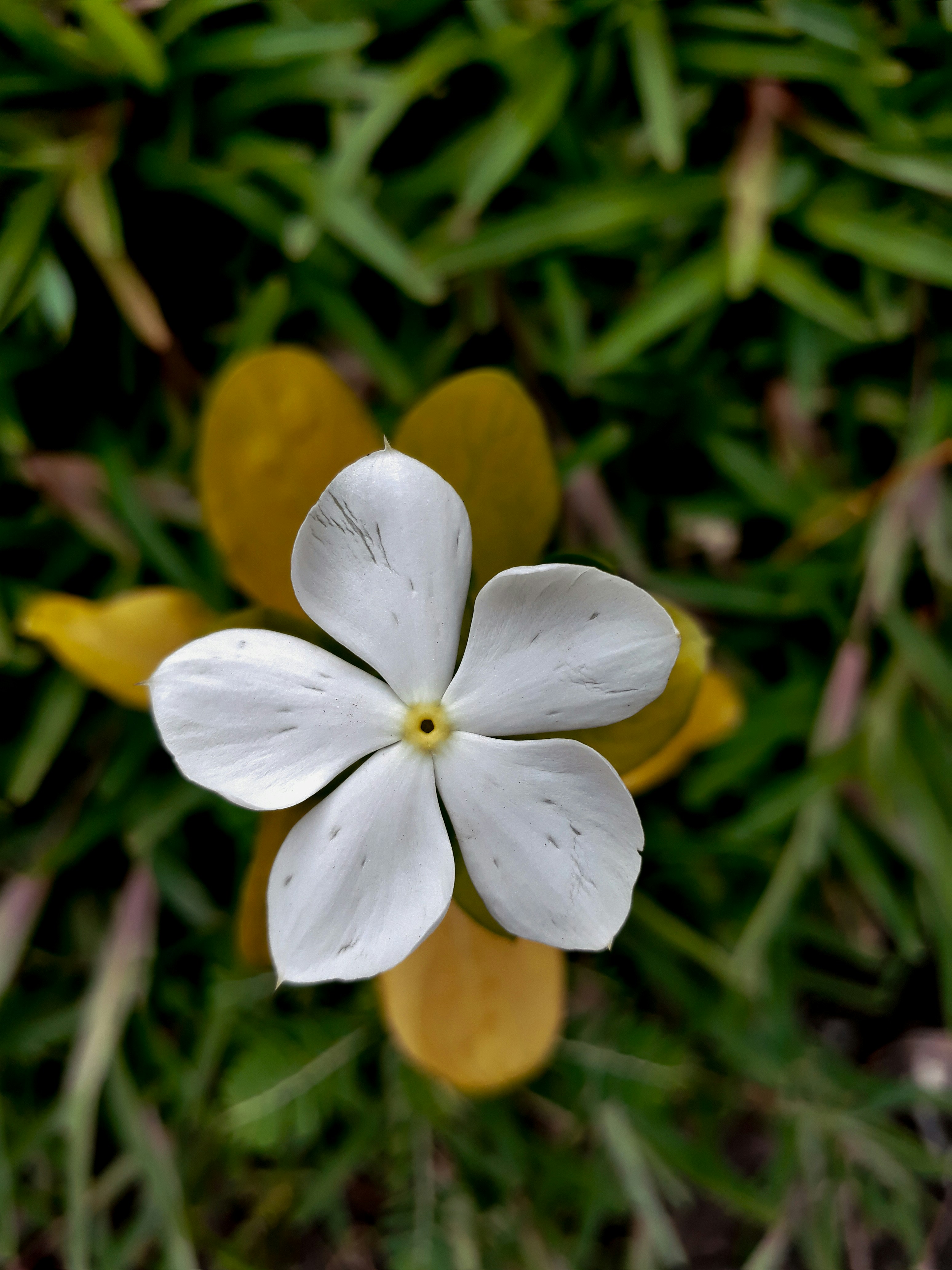 A delicate white flower stands out against a backdrop of lush green foliage and yellow leaves, showcasing nature's intricate beauty.