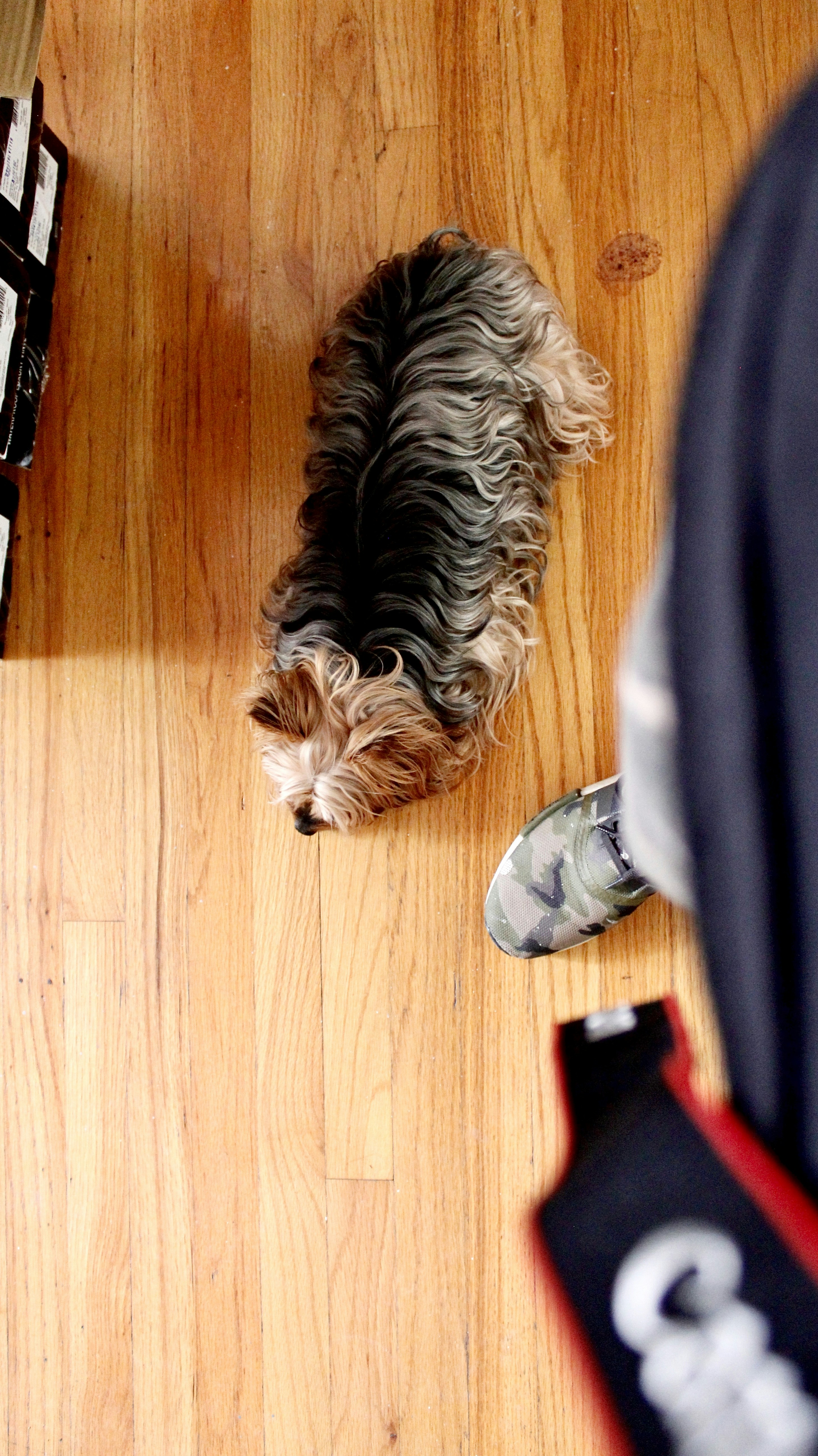 Overhead Peek: Tiny Long-Haired Companion on Maple Floors