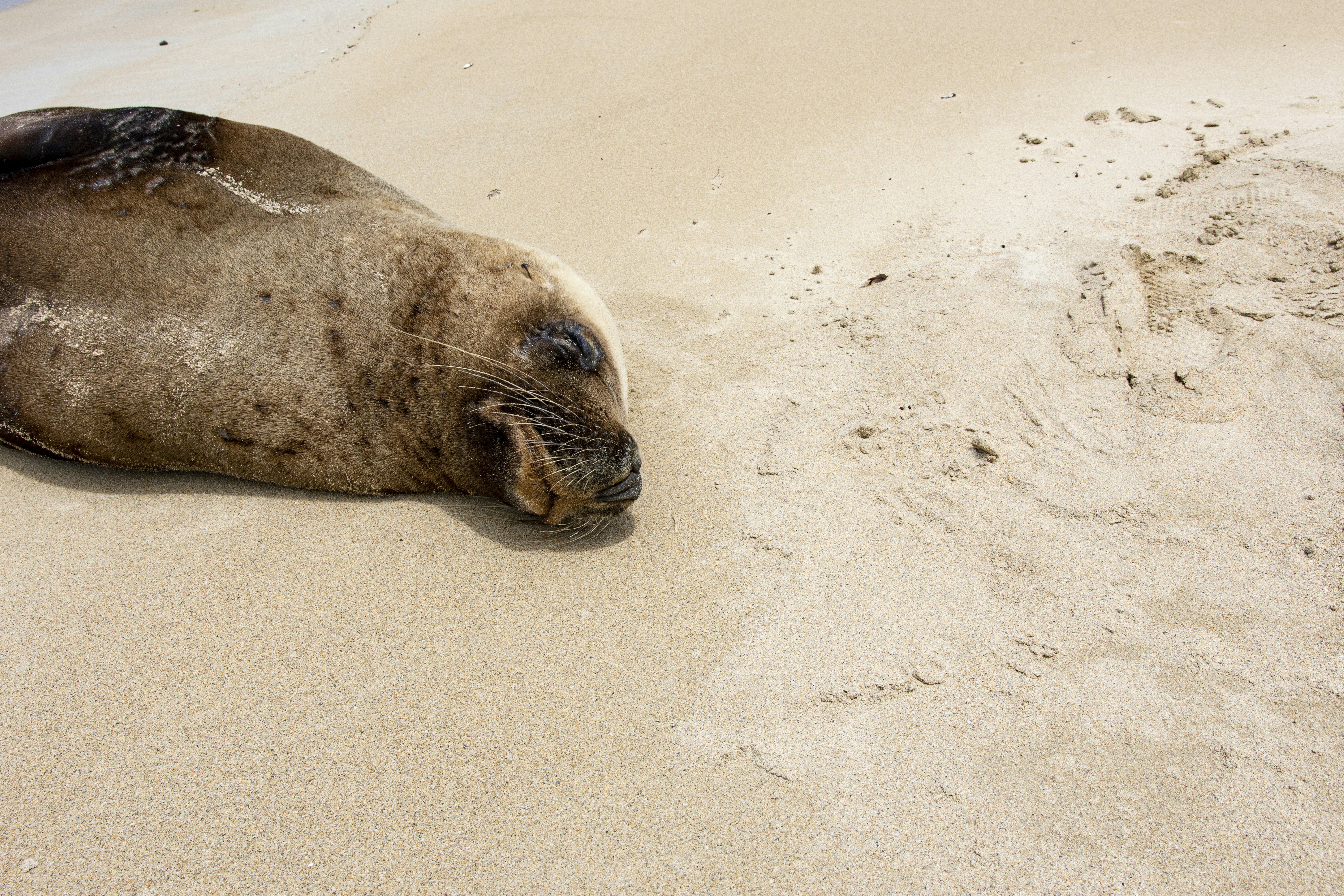 Sea lion on white sand during daytime photo – Free South australia ...