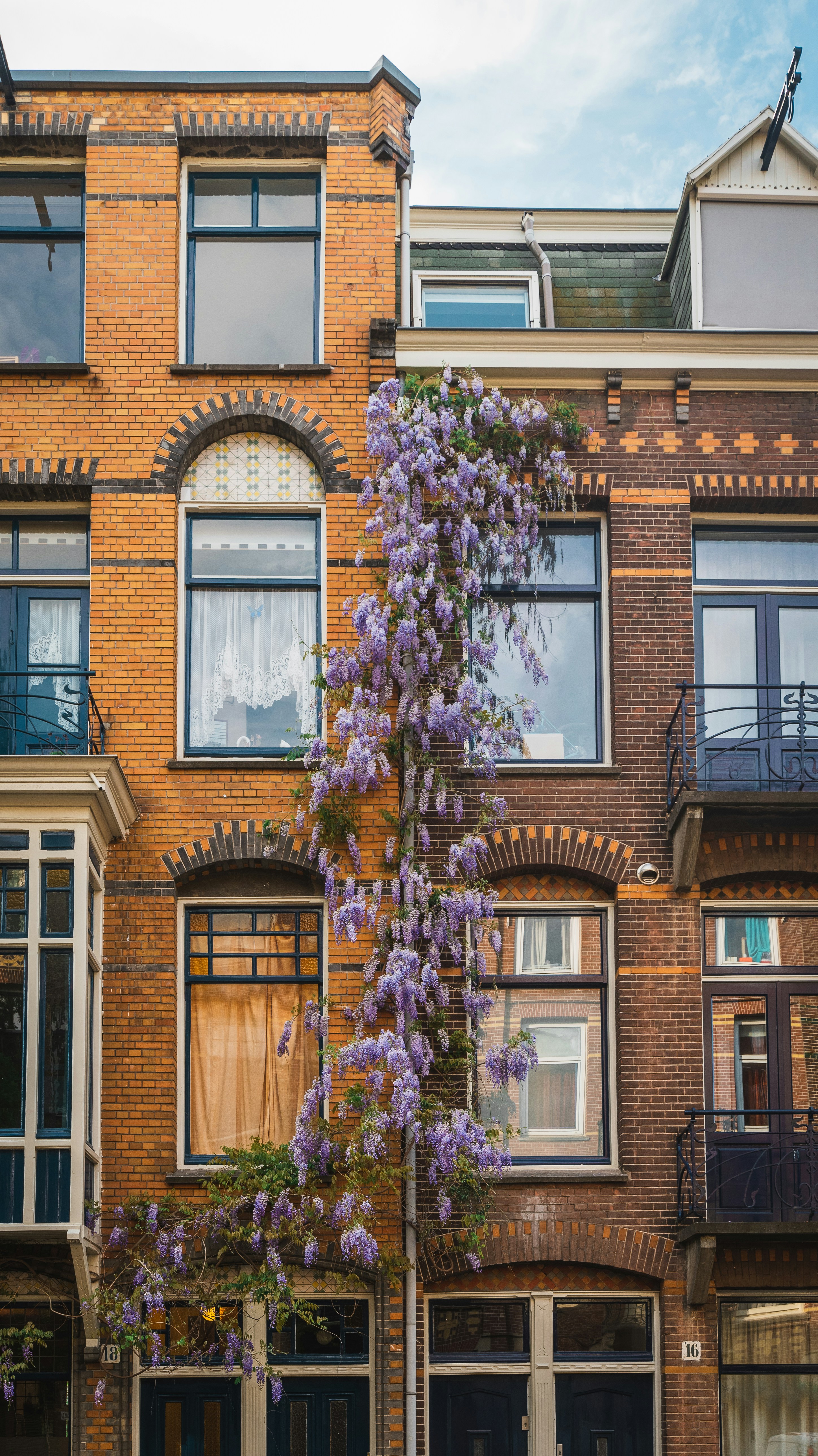 Amsterdam is alive with wisteria. You can barely walk a street in Oost without seeing a house draped in green and lilac.