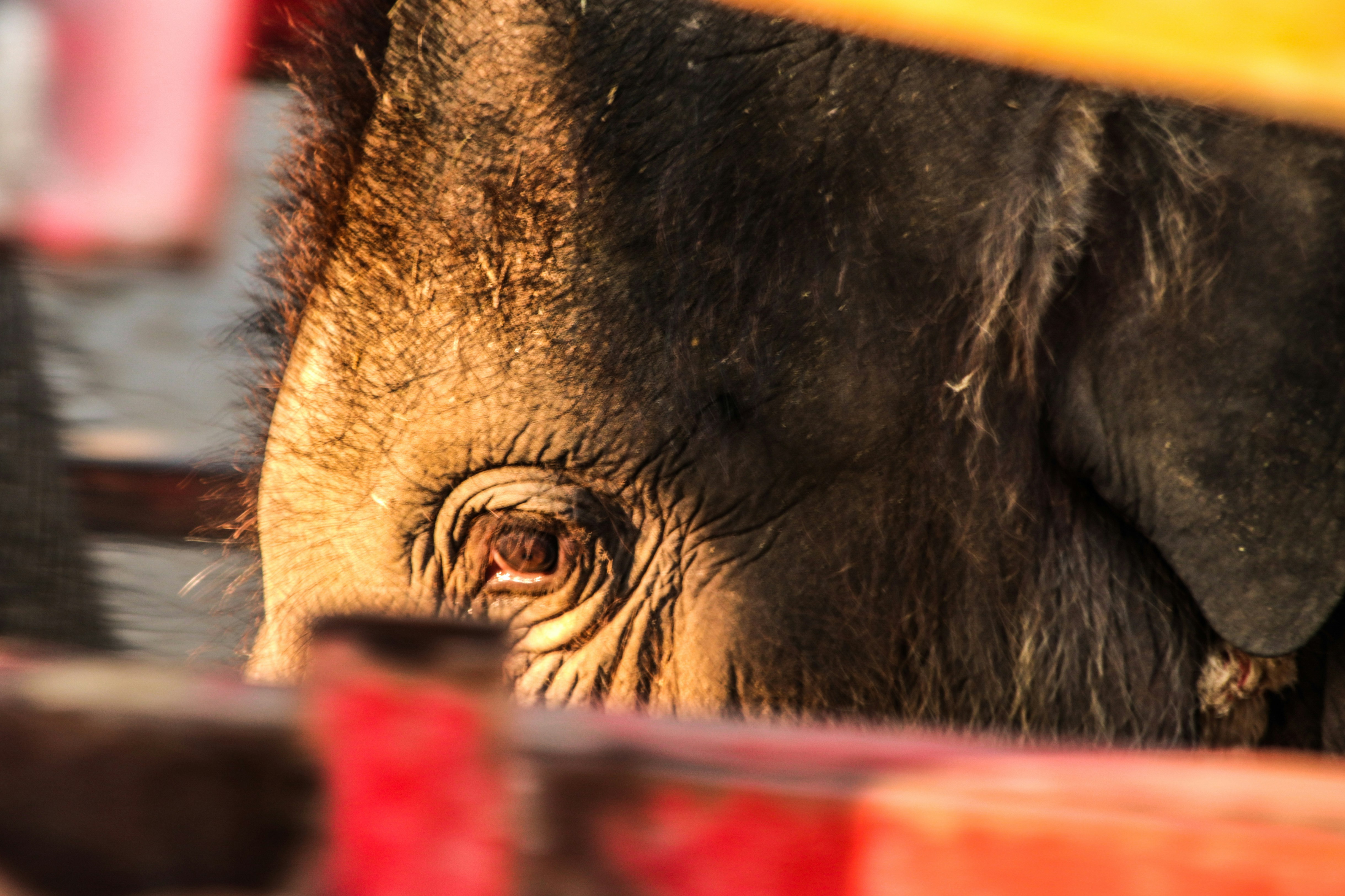 Inquisitive Gaze: a horse peering through weathered stall bars